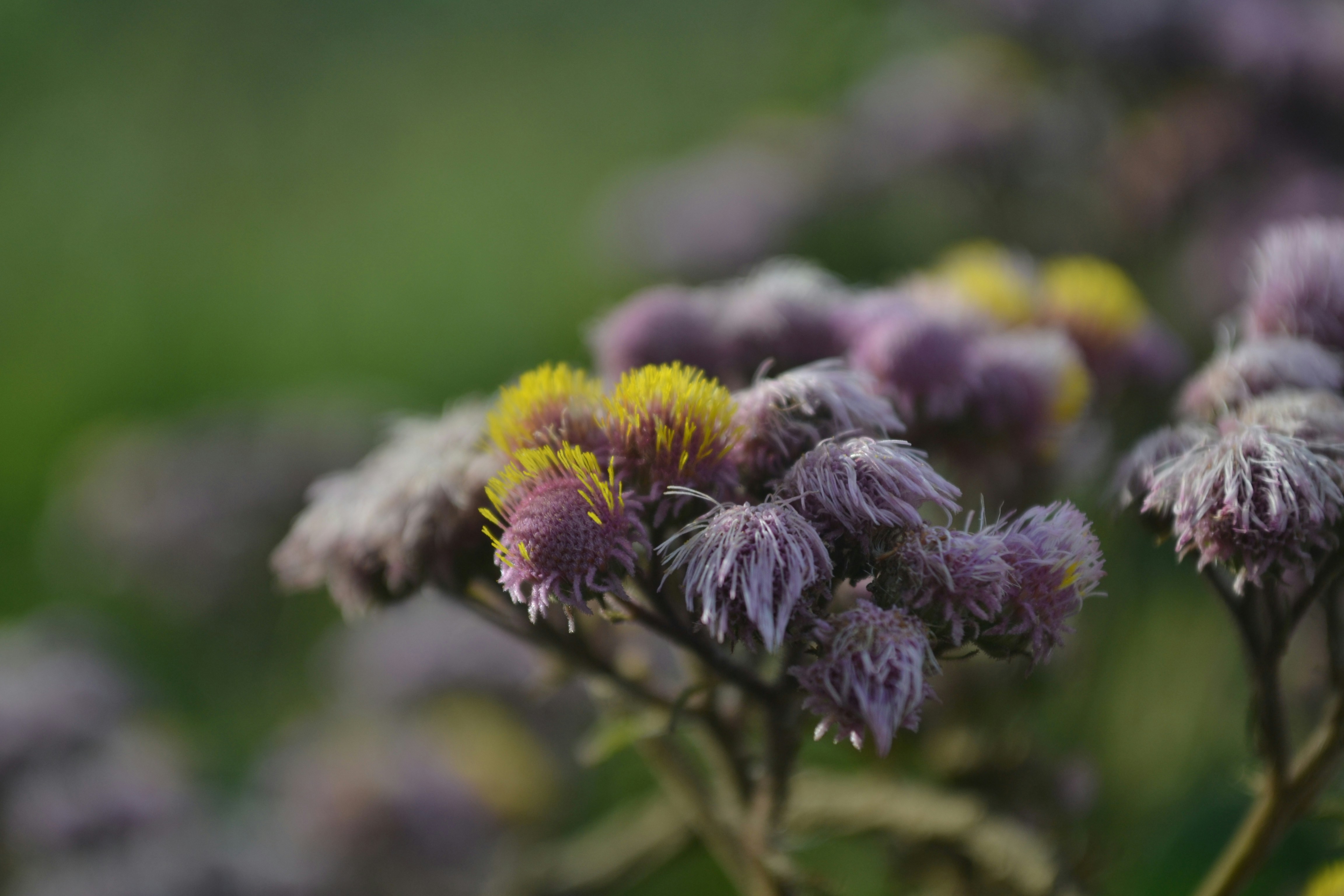 Purple-tipped Flora in Soft Focus Meadow