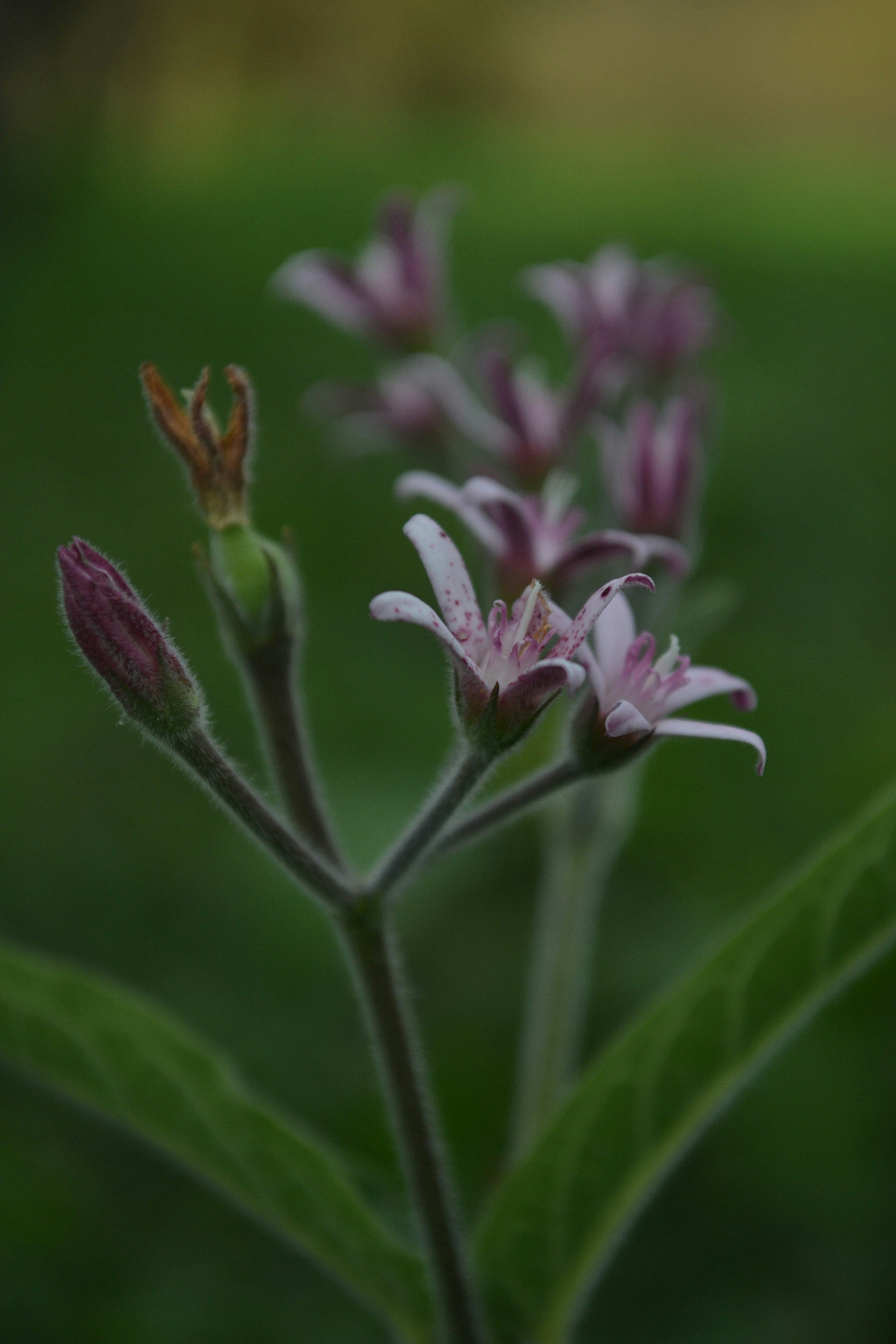 Pink Stargazer: Close-Up of Delicate Buds Amid Soft Green Blur