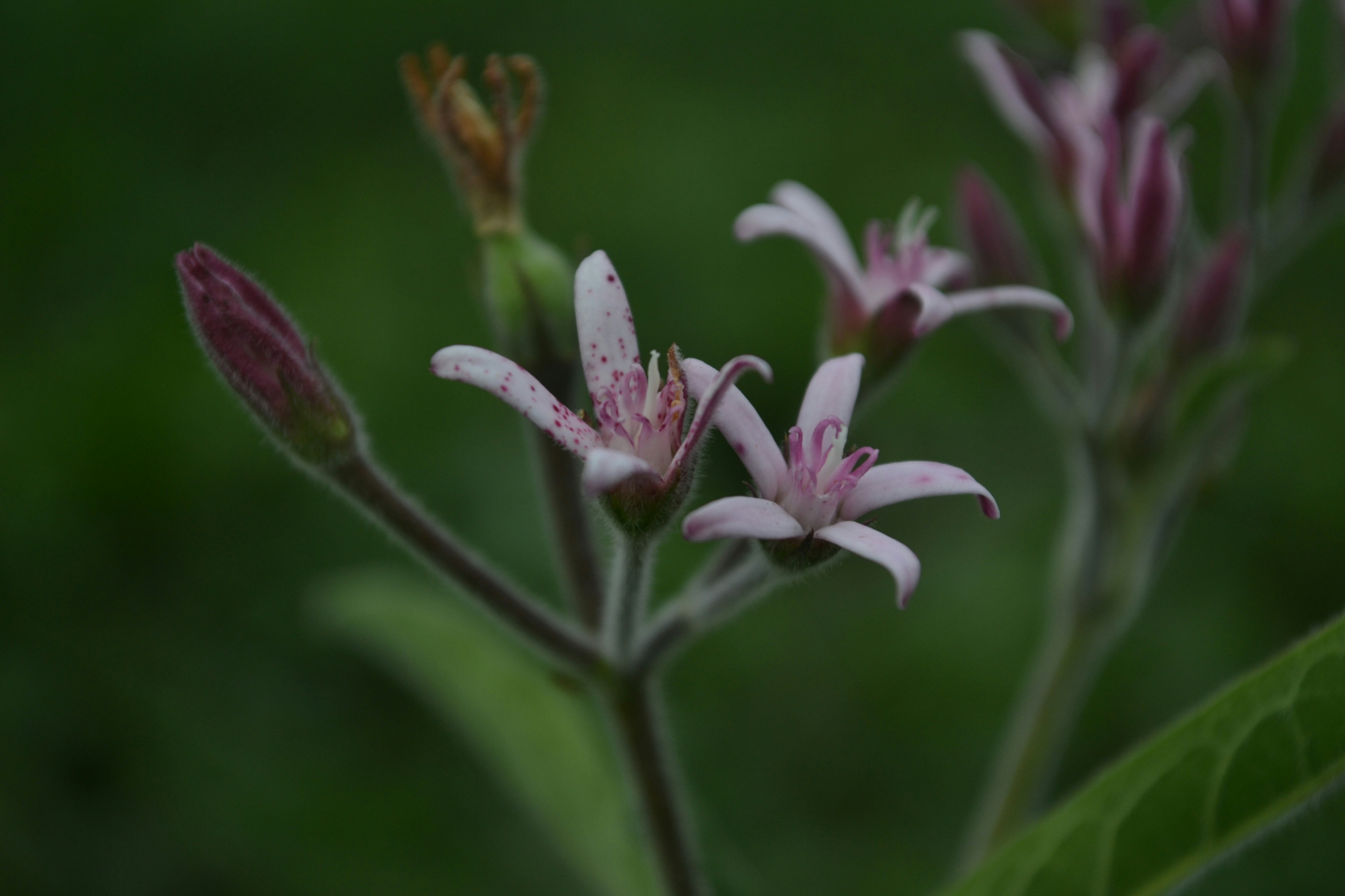 Delicate Pink Tubes: Blossoms at the Margin of a Green Blur