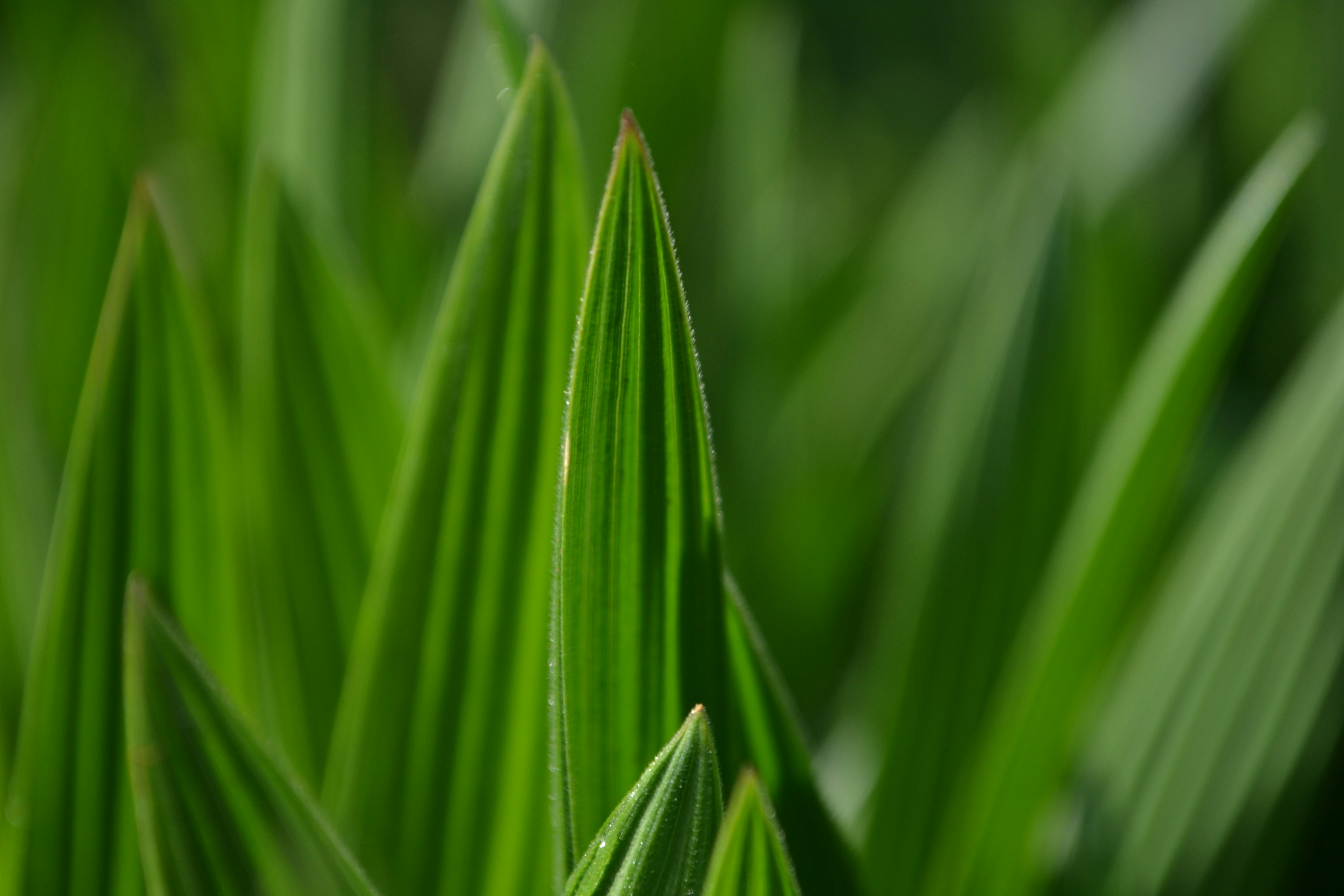 Emerald Fronds: A Macro Portrait of Green Edges