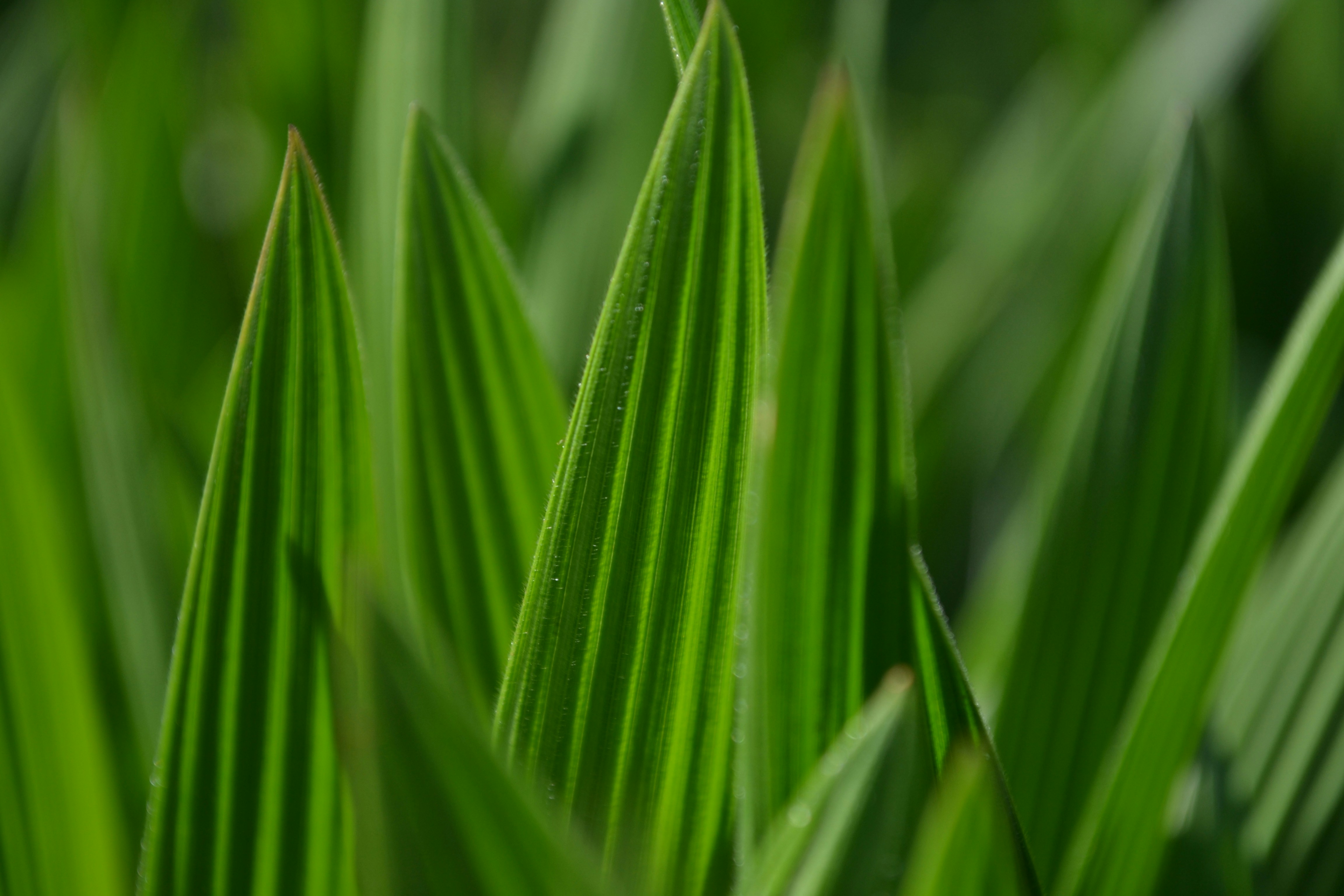 Close-up of sharp green plant leaves with strong linear textures; a nature macro-style shot emphasizing blade edges and vivid green tones.