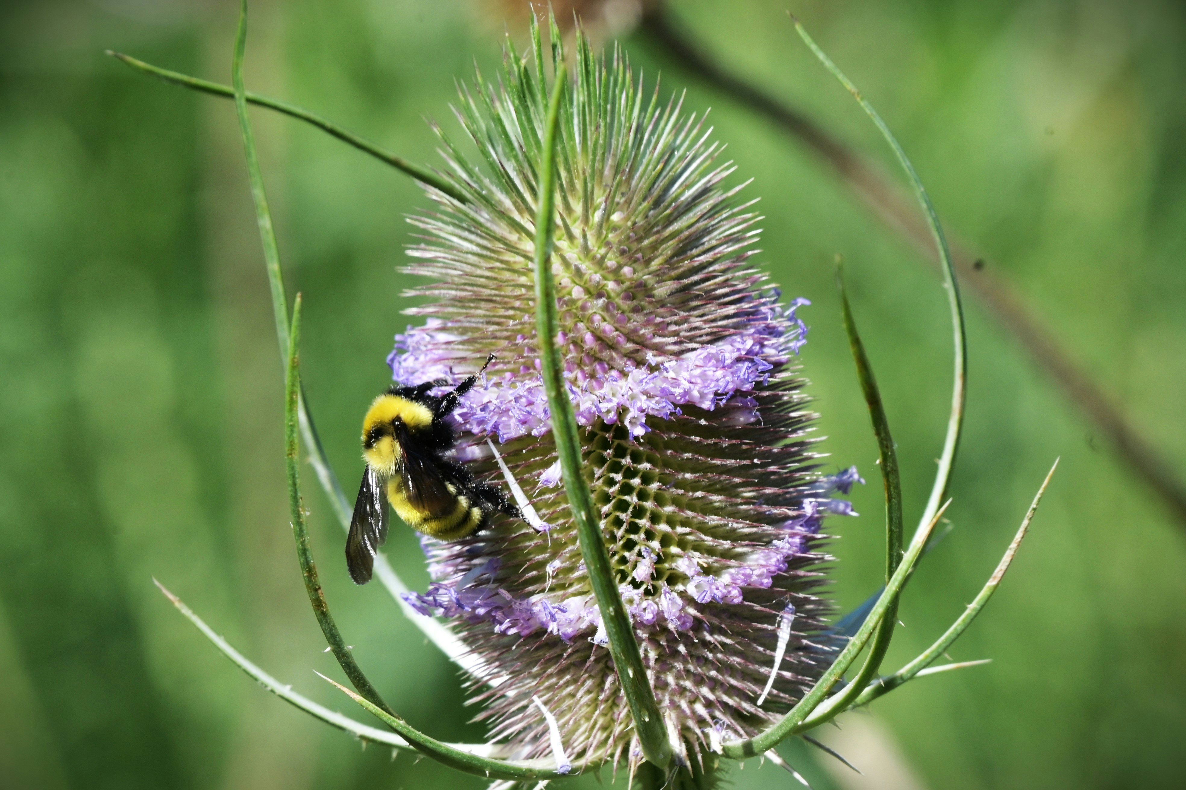Bee in Bloom: A Close‑up of Pollination on a Spiky Purple Cone