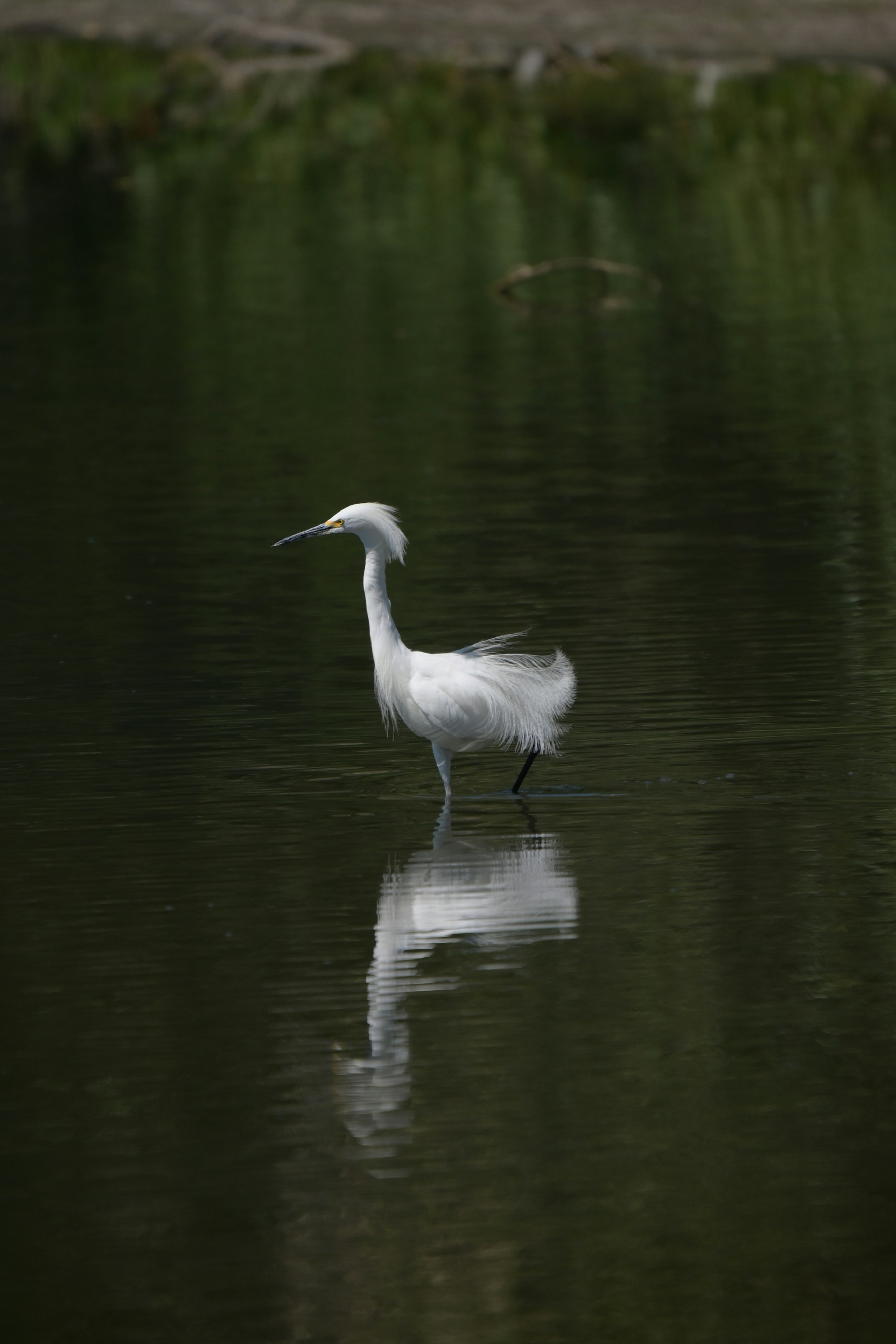 Graceful Egret in Quiet Waters