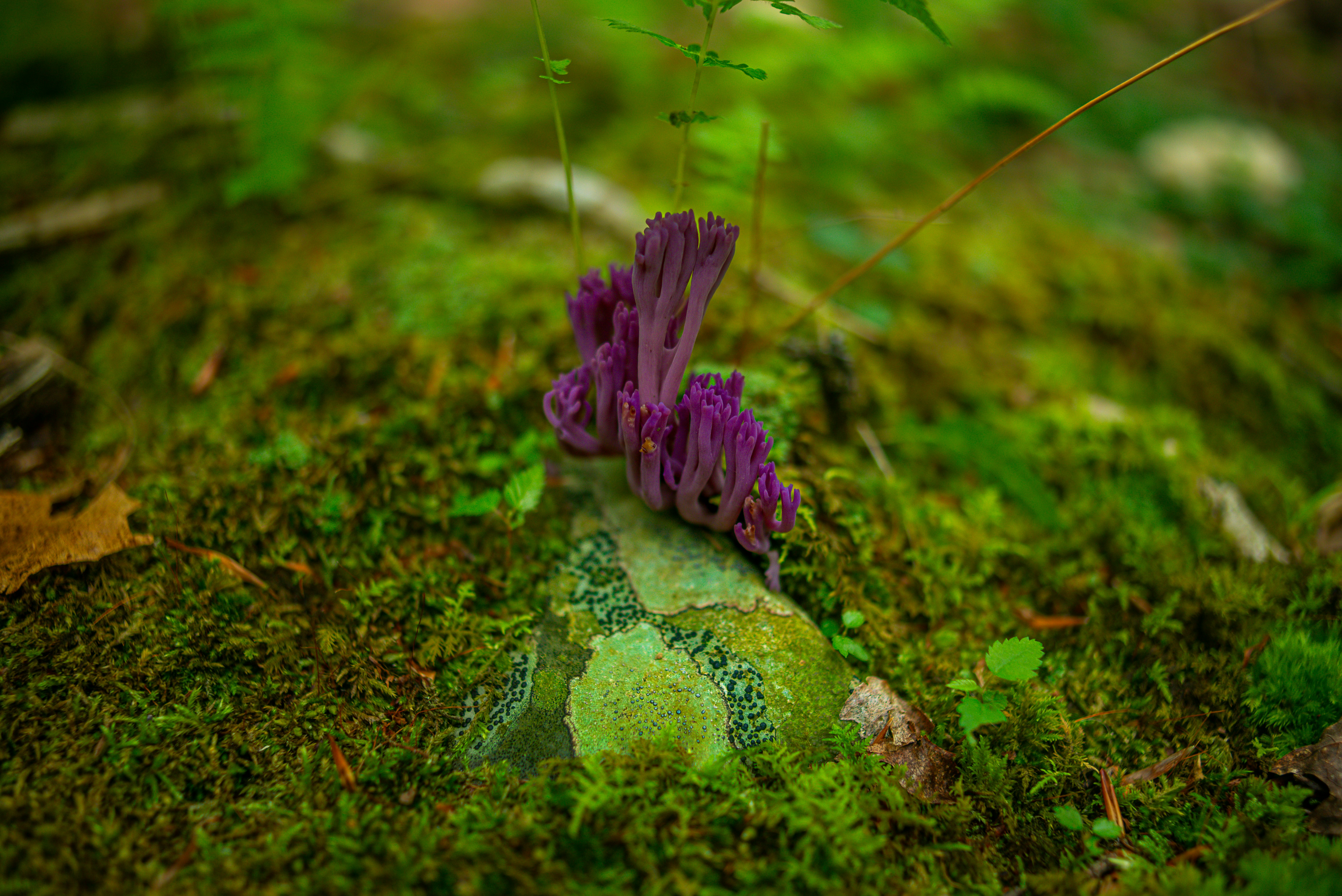 Purple coral fungus blooming from mossy forest floor