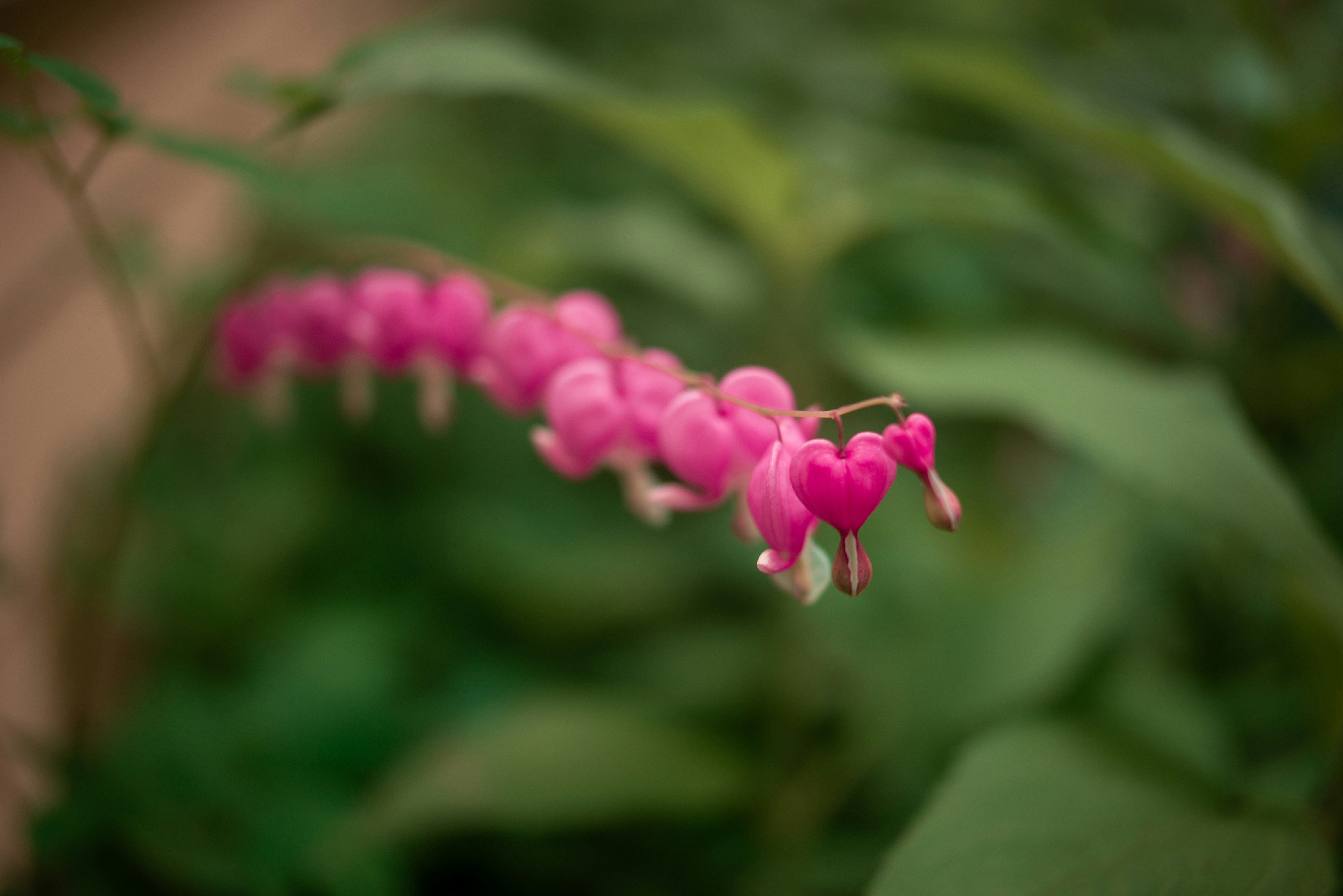 Pink Bellflowers on a Blurred Green Verge