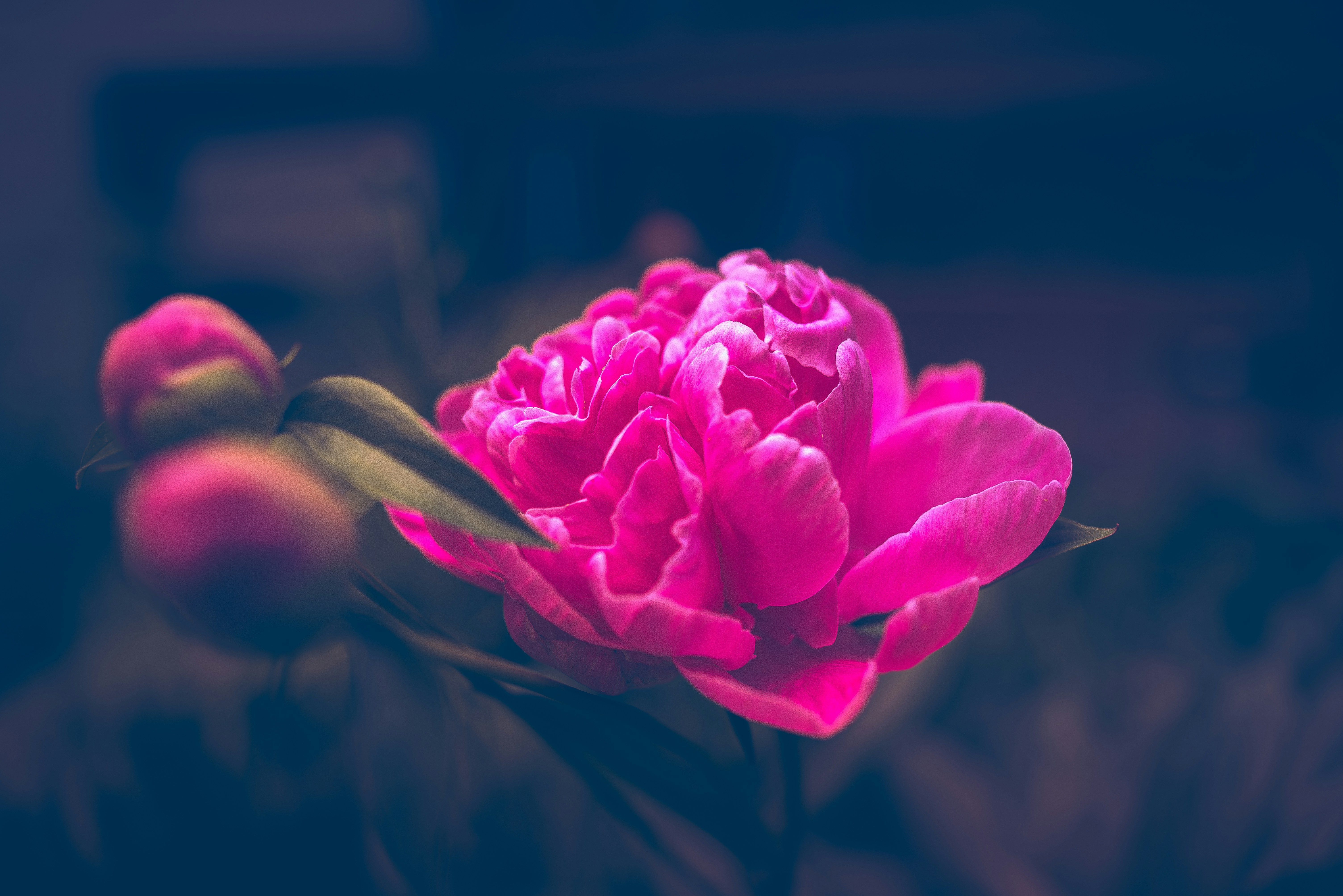 Blush in Bloom: A Magenta Peony Quietly Unfolds