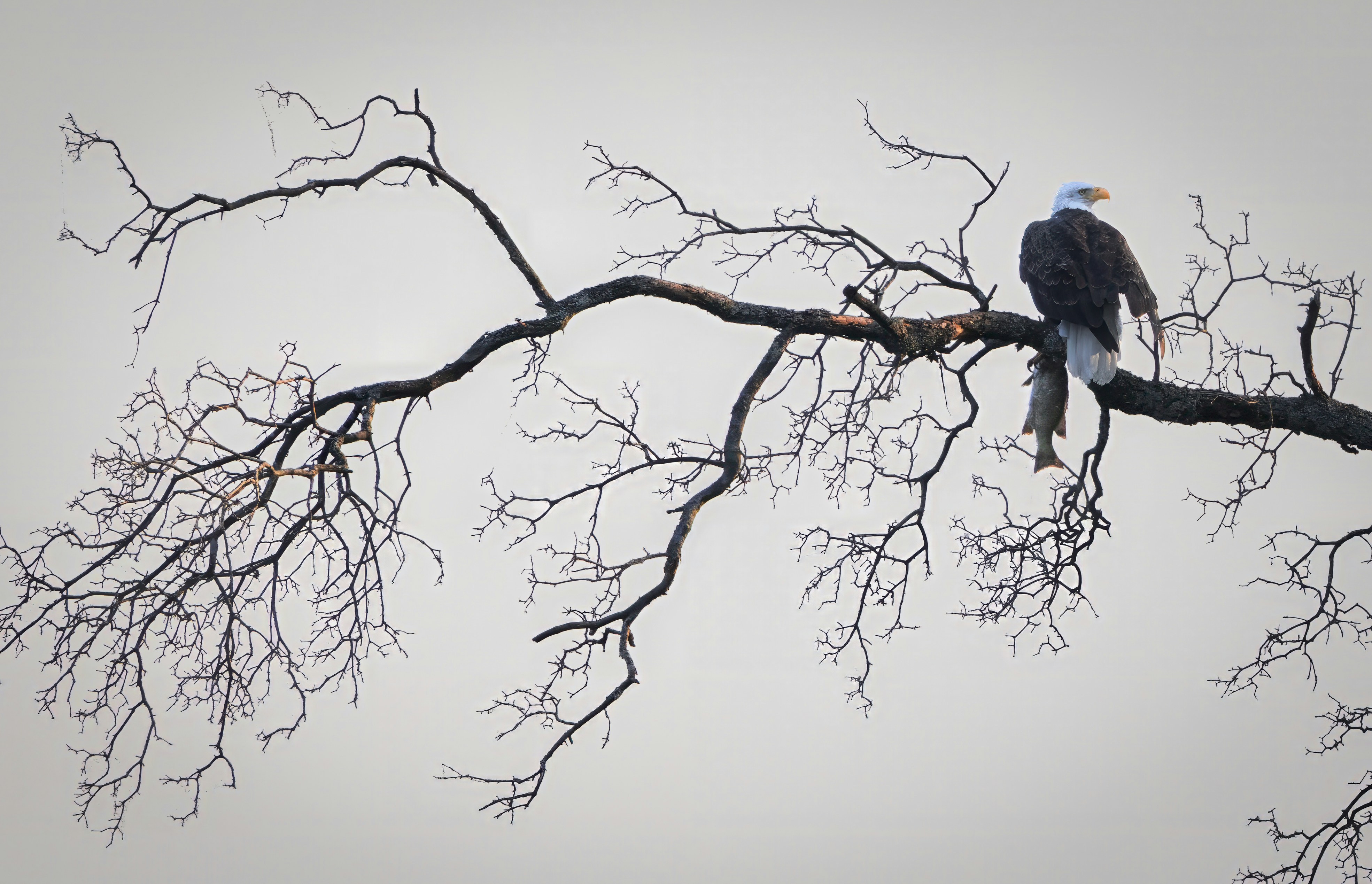 Perched on a weathered branch: lone raptor watches over a pale sky