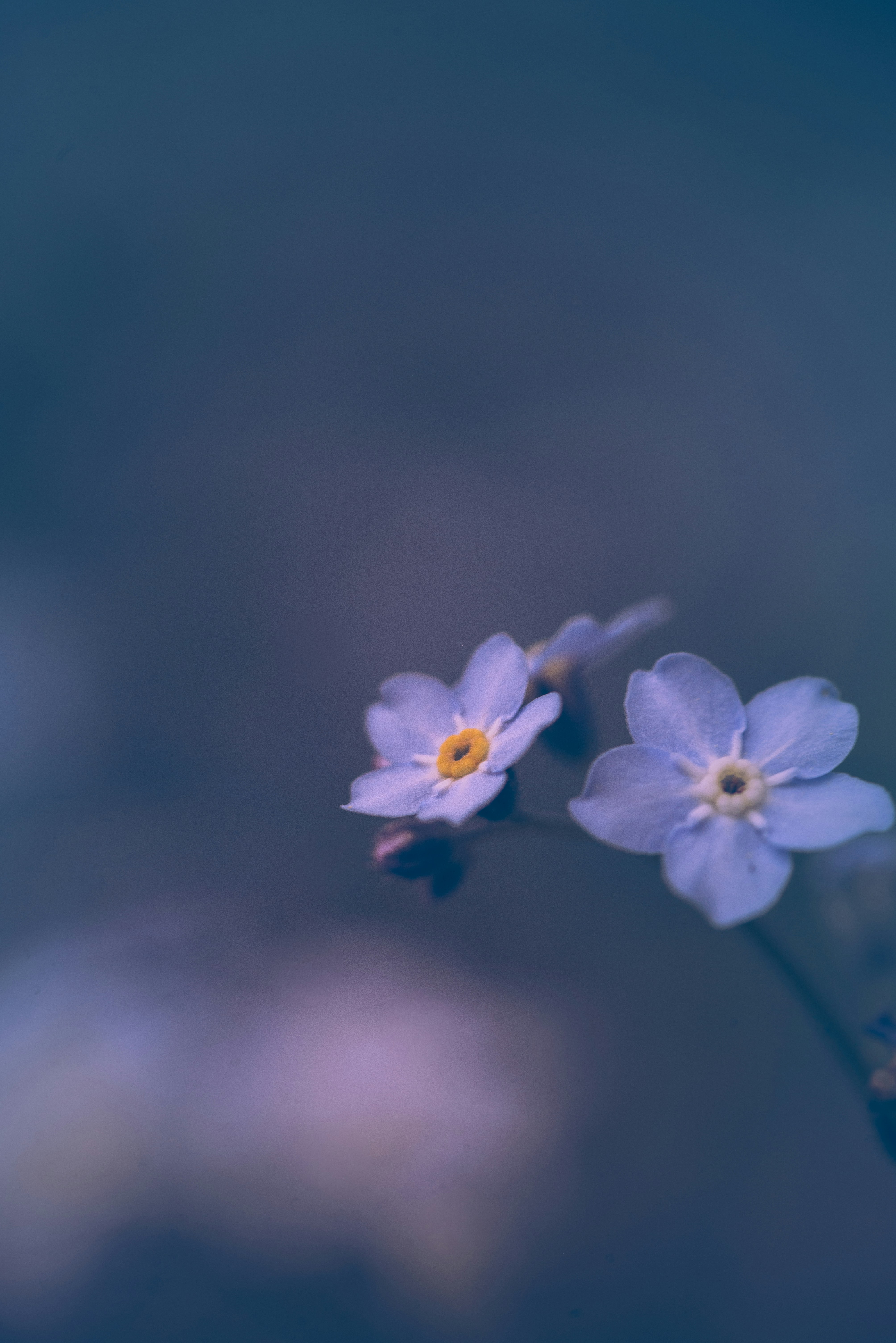 Soft Violet Bloom in a Misty Blue Sea
