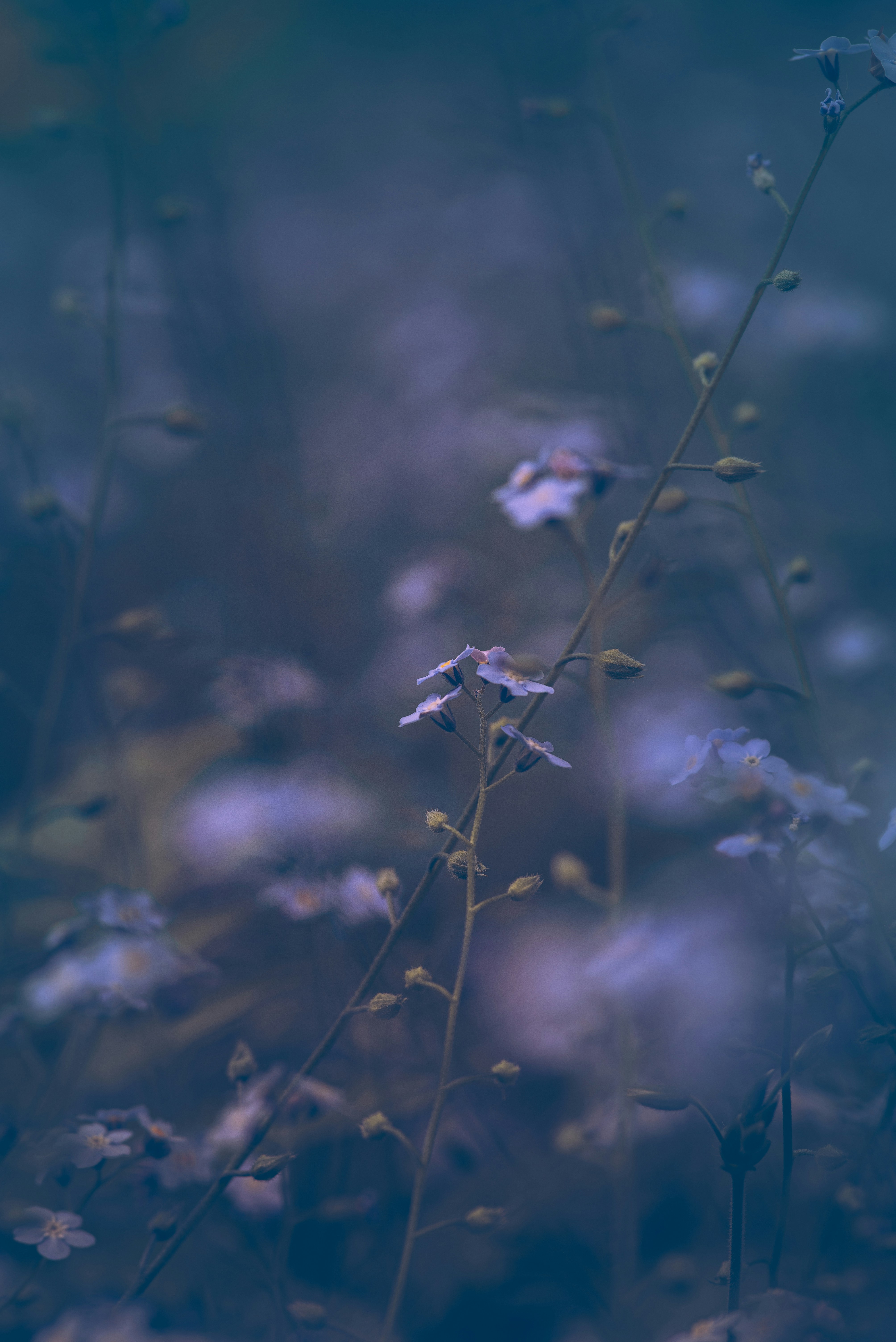Veil of Quiet Blooms: A Garden in Misty Indigo