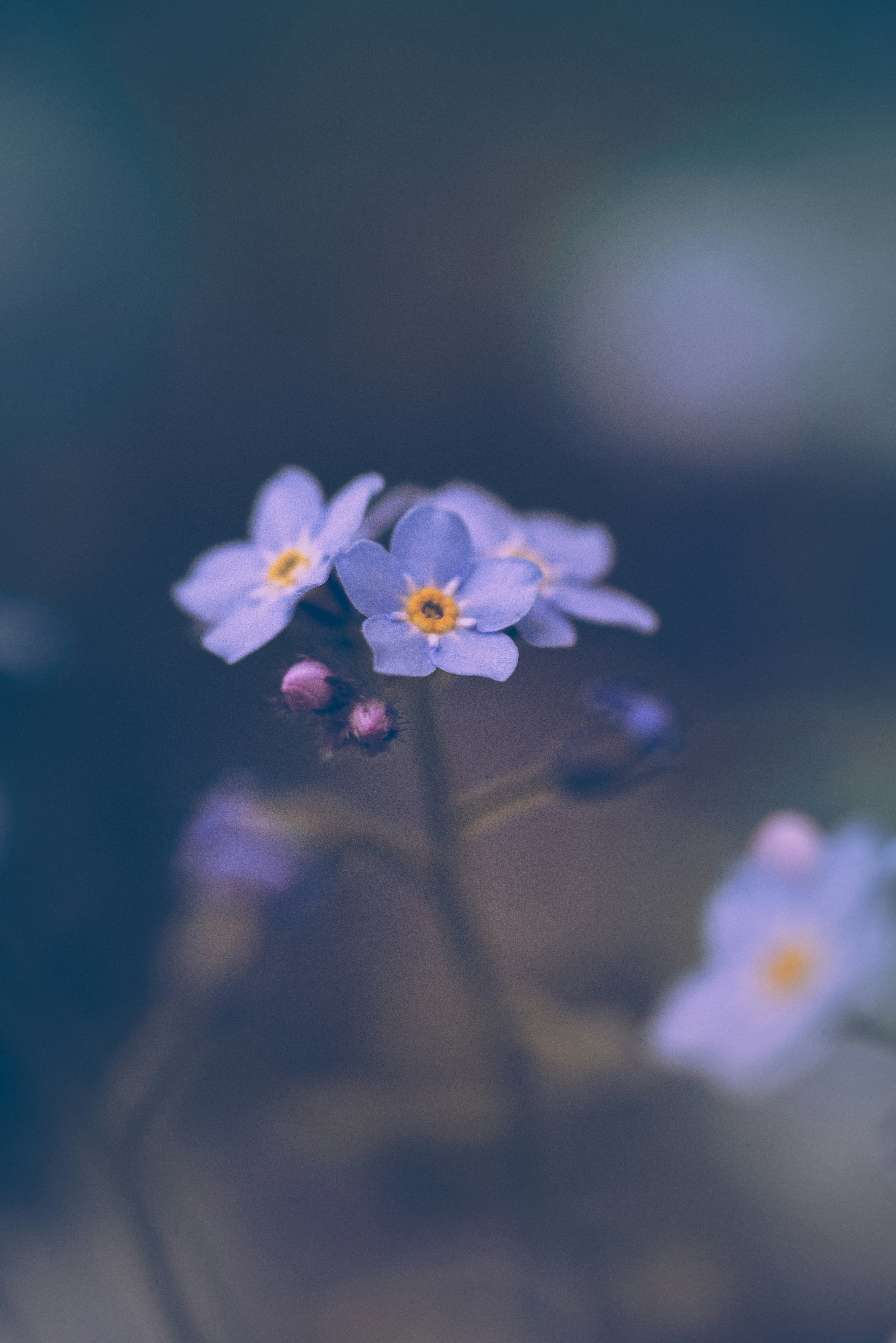 Soft Blue Bloom: Quiet Close-Up of a Cluster of Forget-Me-Not Blossoms
