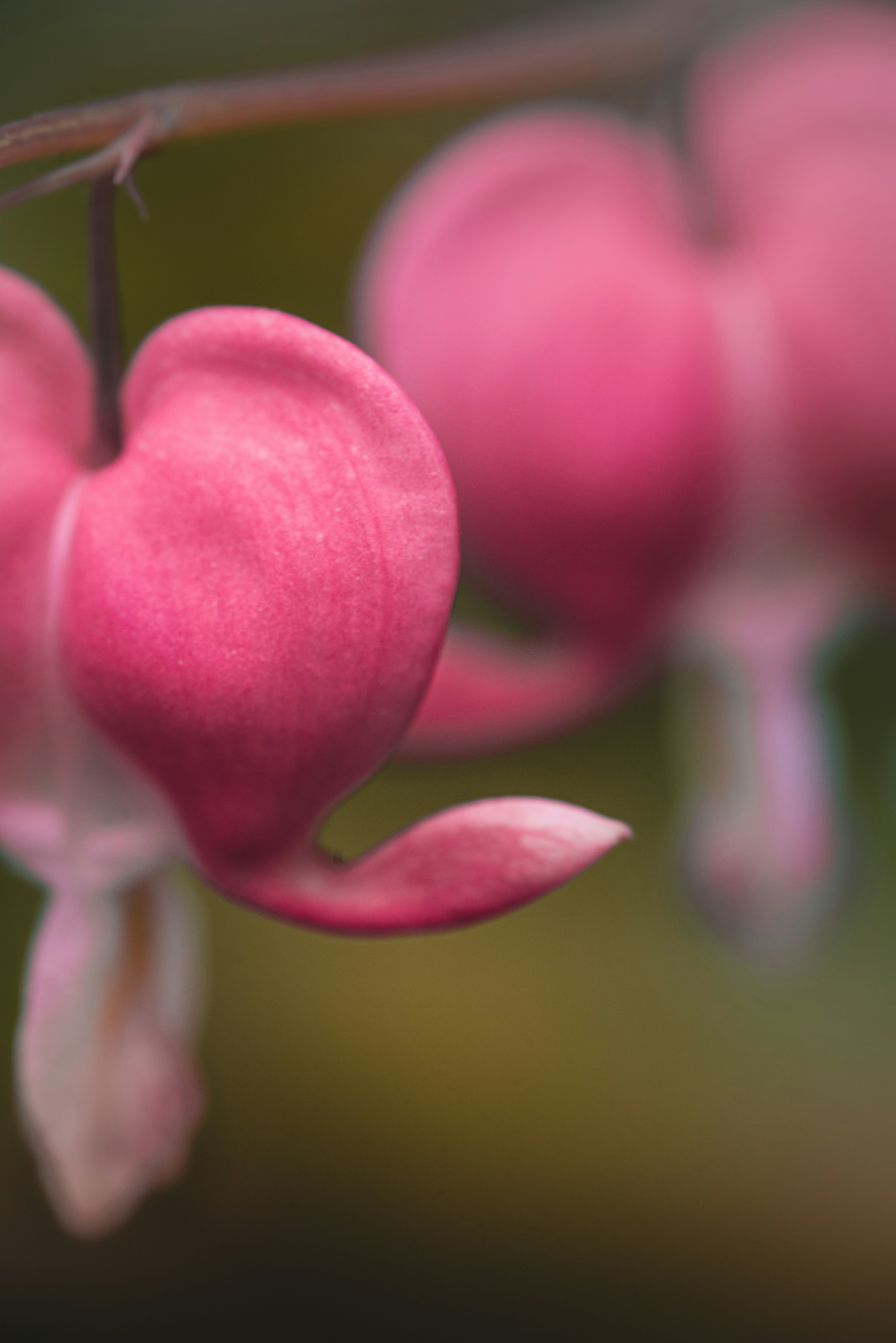 Close-up of a pink heart-shaped blossom with soft bokeh