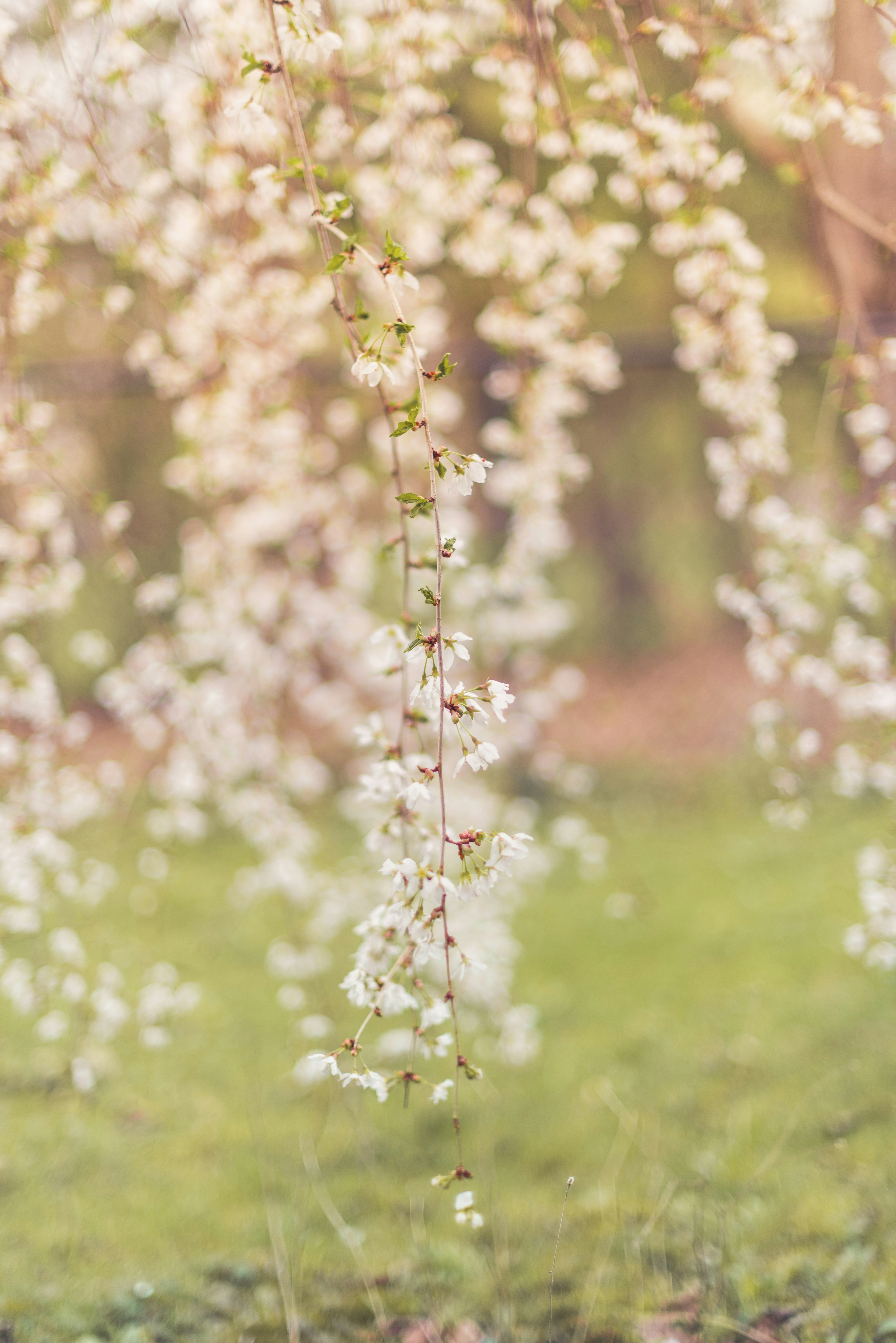 Weeping Blossoms: A Soft Cascade of White in Spring Light
