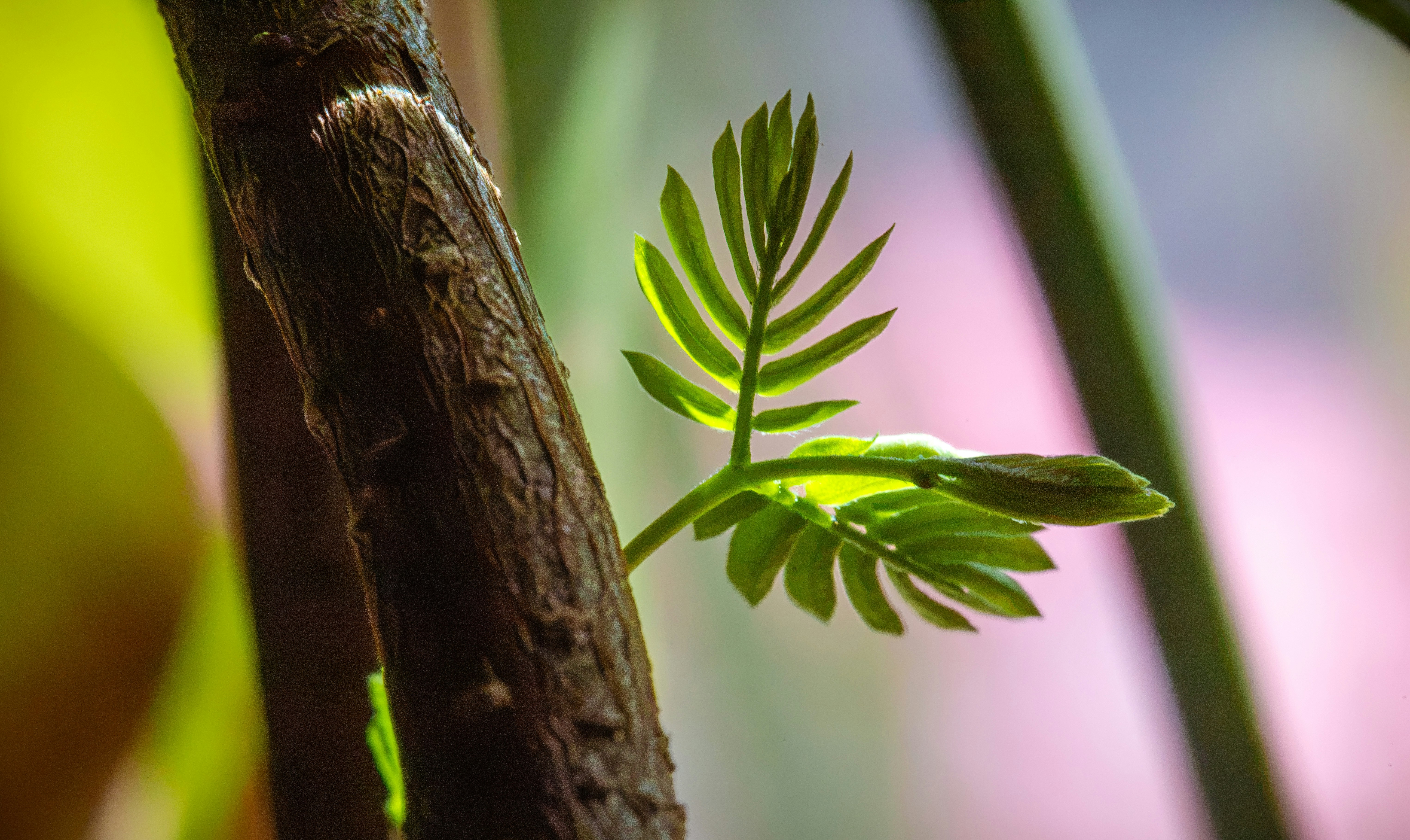Close-up of a fern frond emerging from a brown stem with a soft, colorful bokeh backdrop. Ends with a subtle, natural composition.
