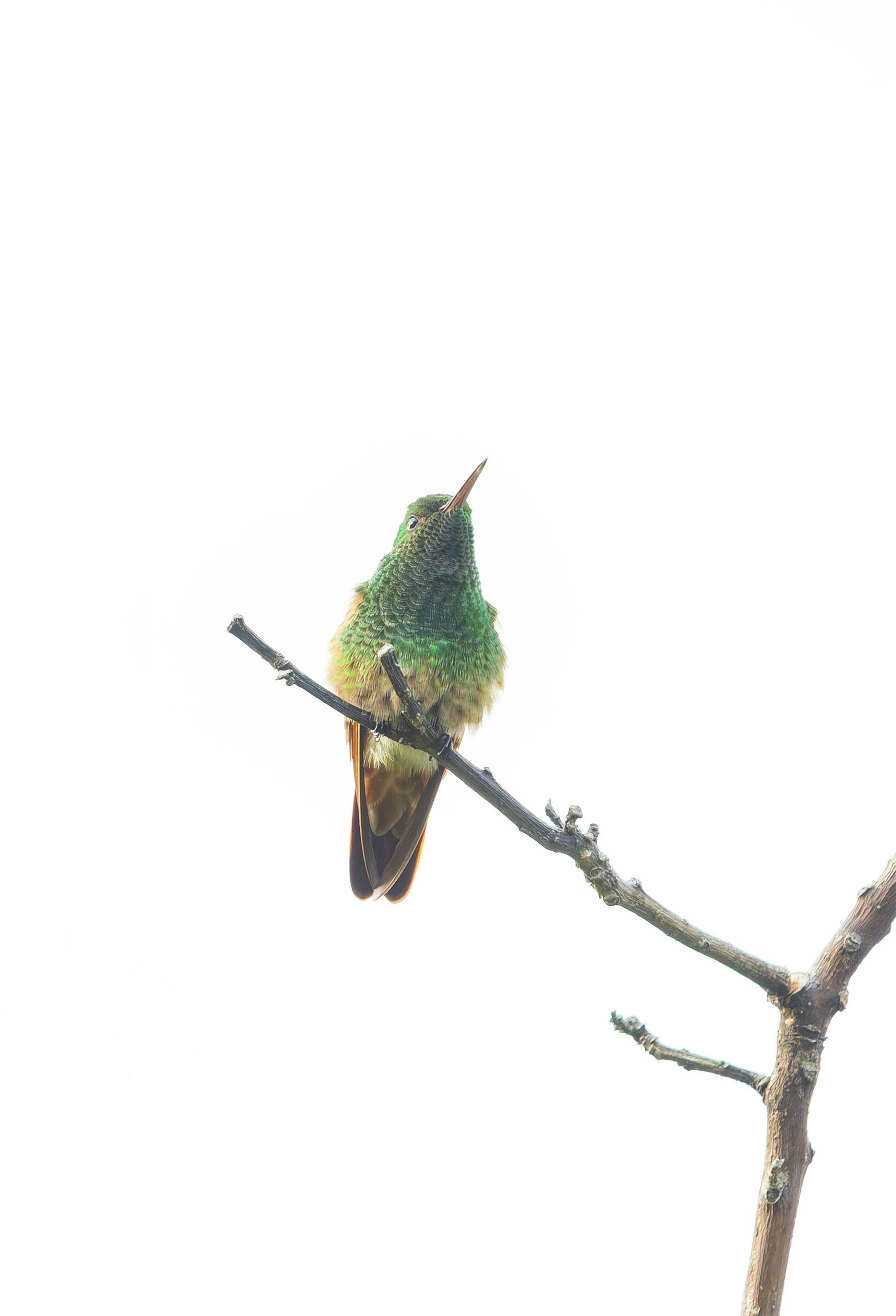 Emerald Avian Sentinel on a Bare Branch