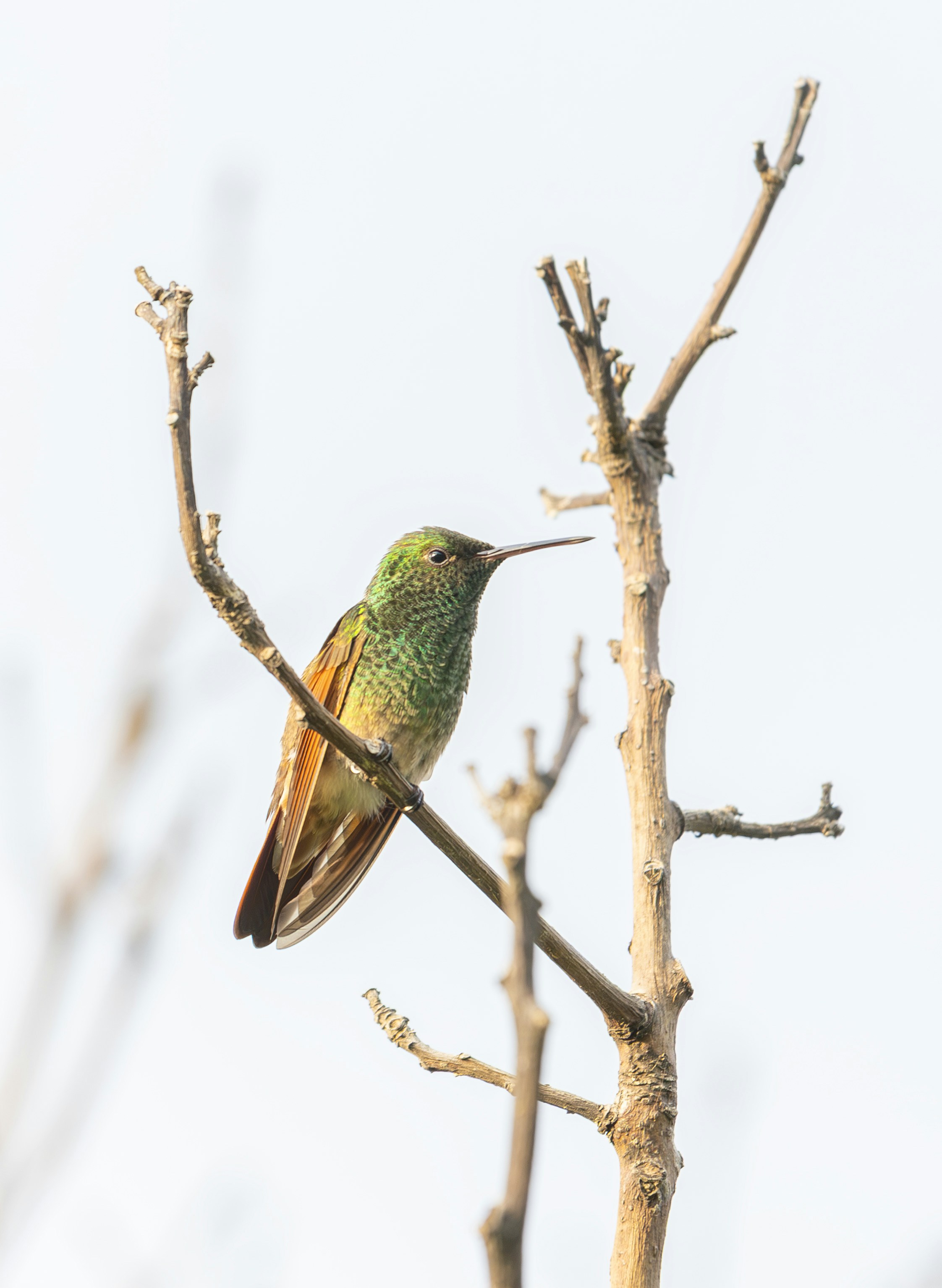 Perched Green Hummer: Quiet Elegance on Bare Branches
