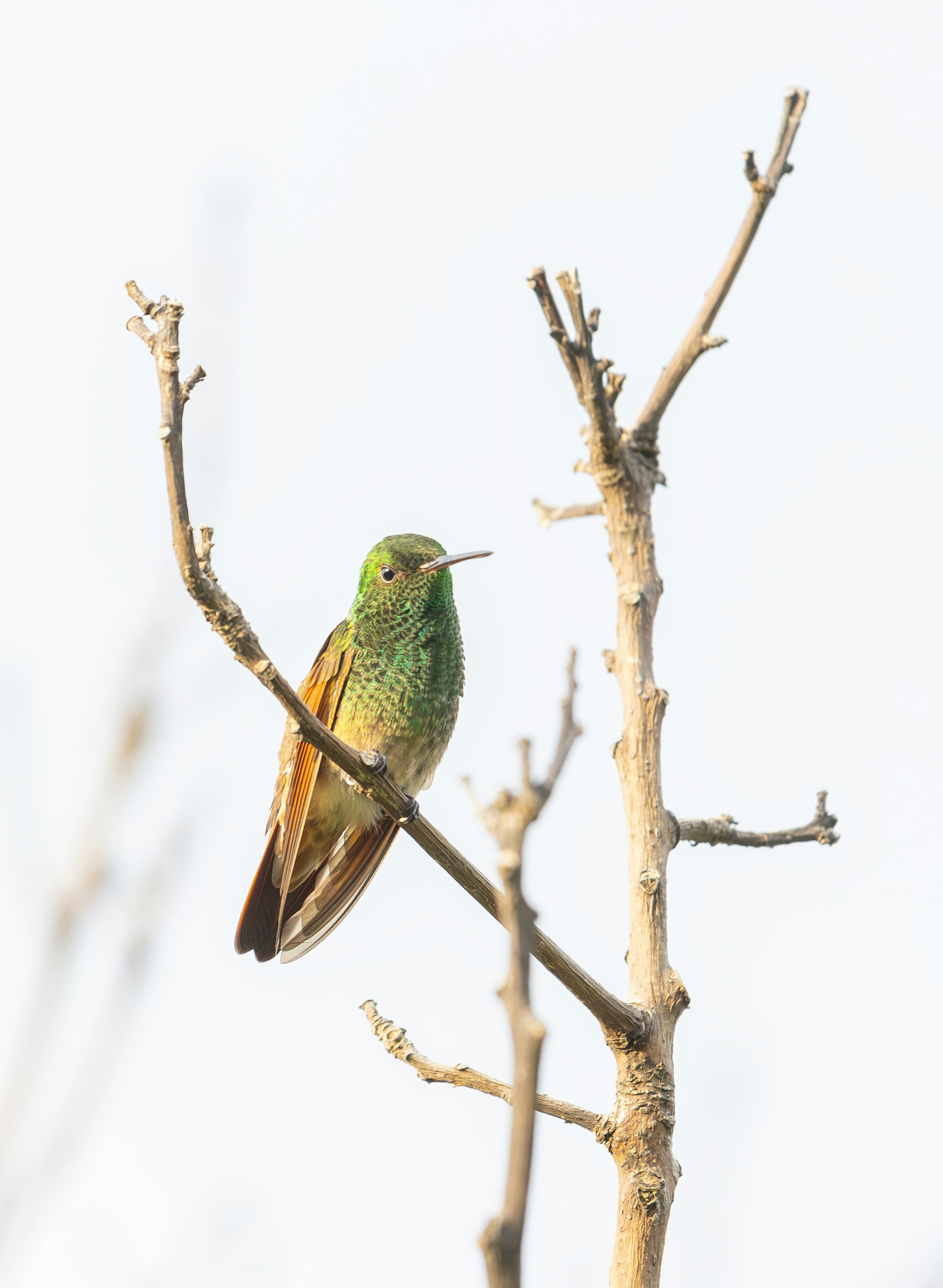 Emerald Hummer on a Bare Twig