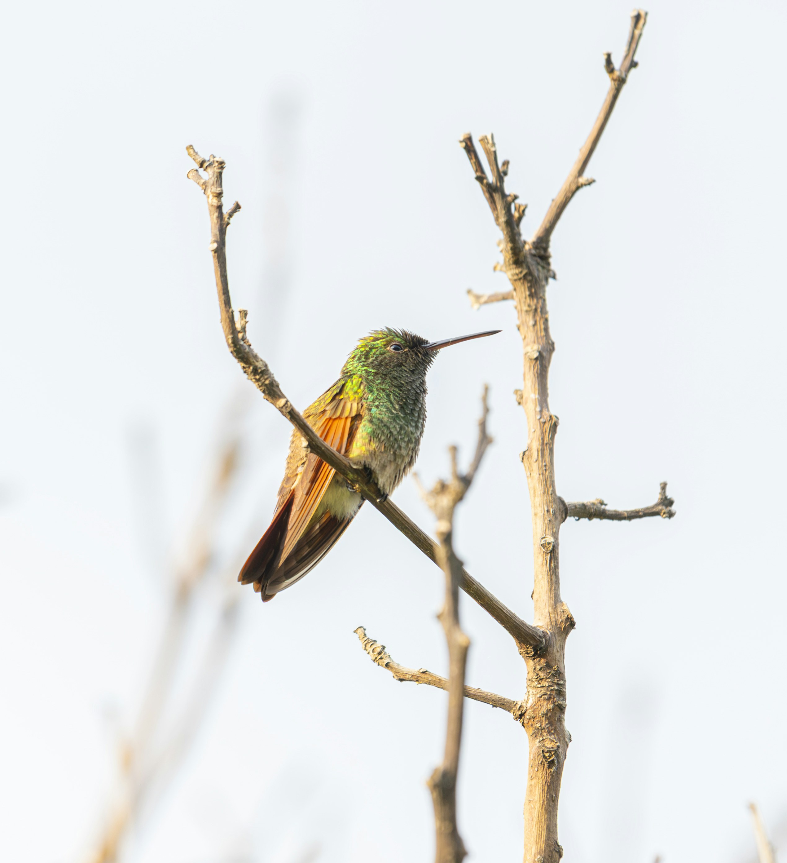 Perch of Dawn: A Hummingbird in Quiet Branches