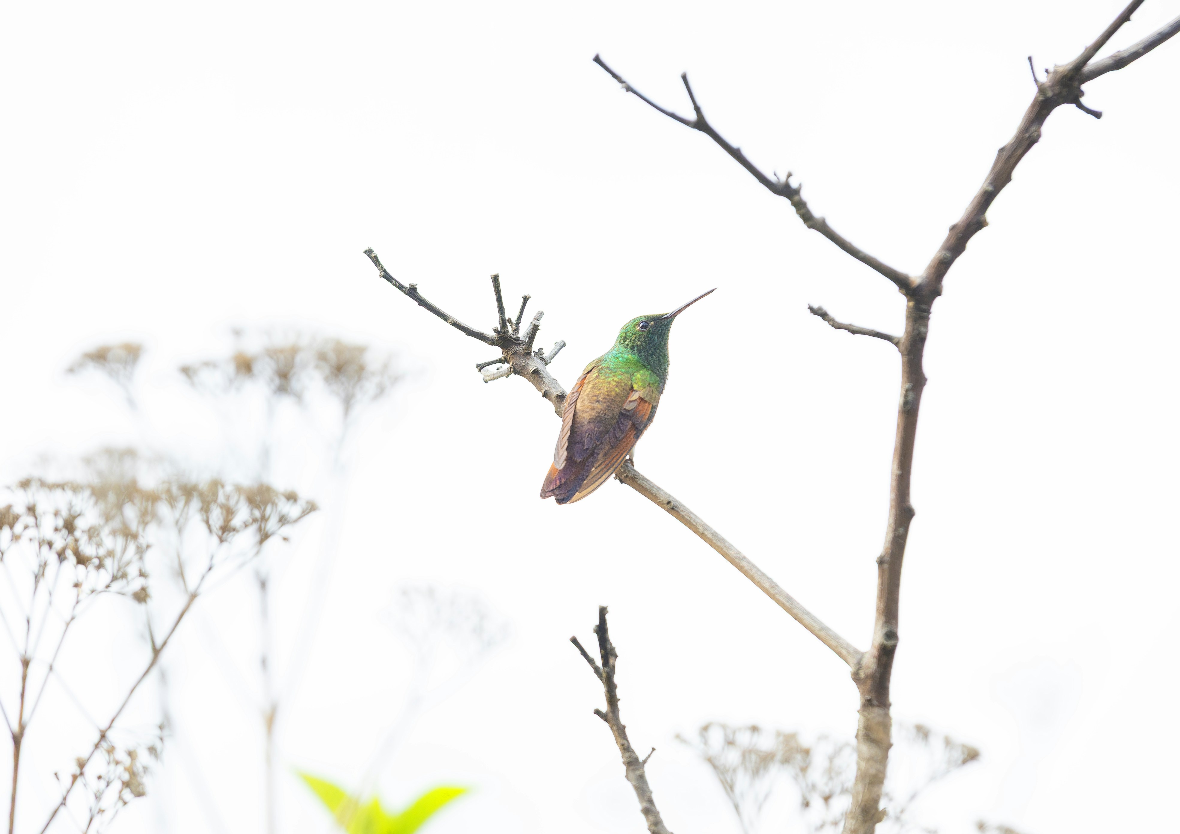 Tiny Green Kingfisher on a Bare Branch