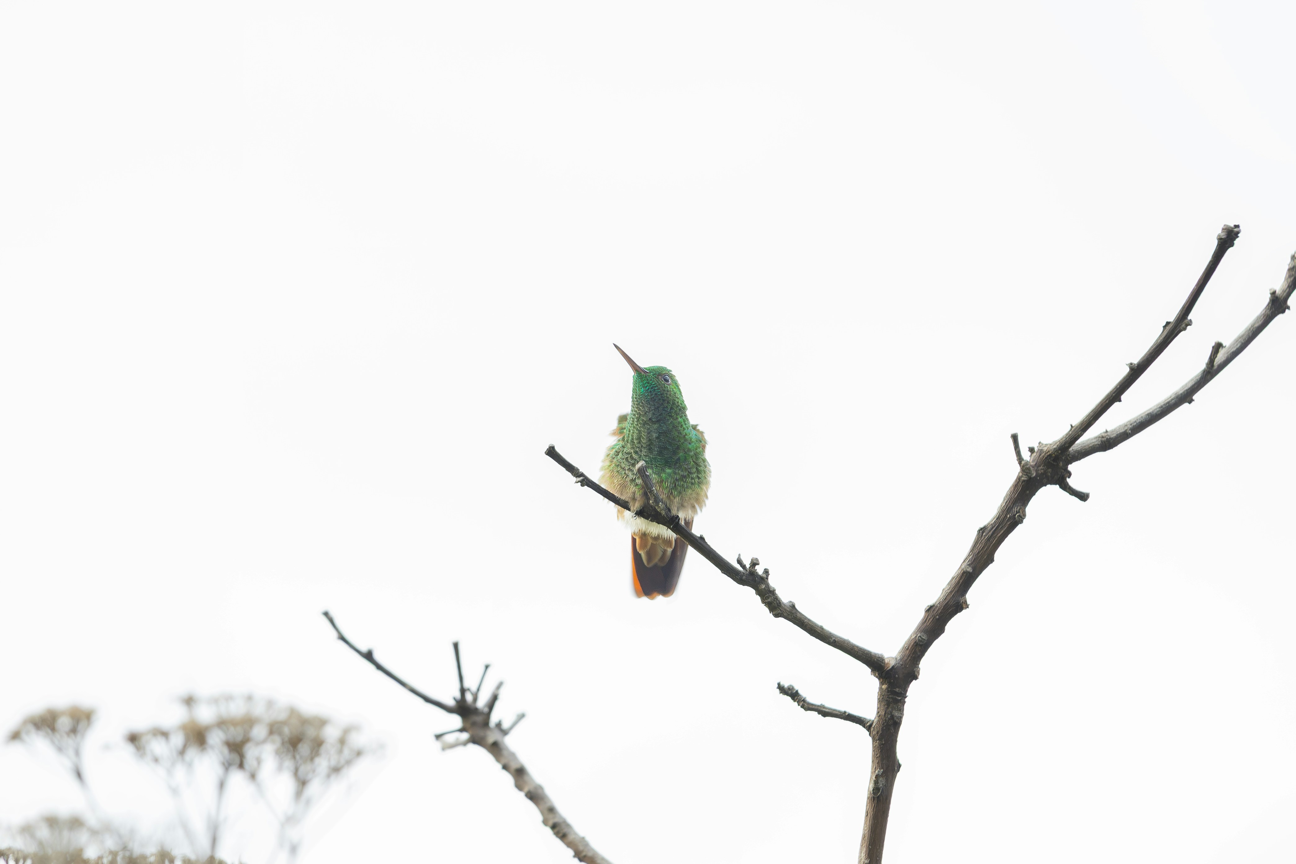 Emerald Dwarf on a Winter Branch