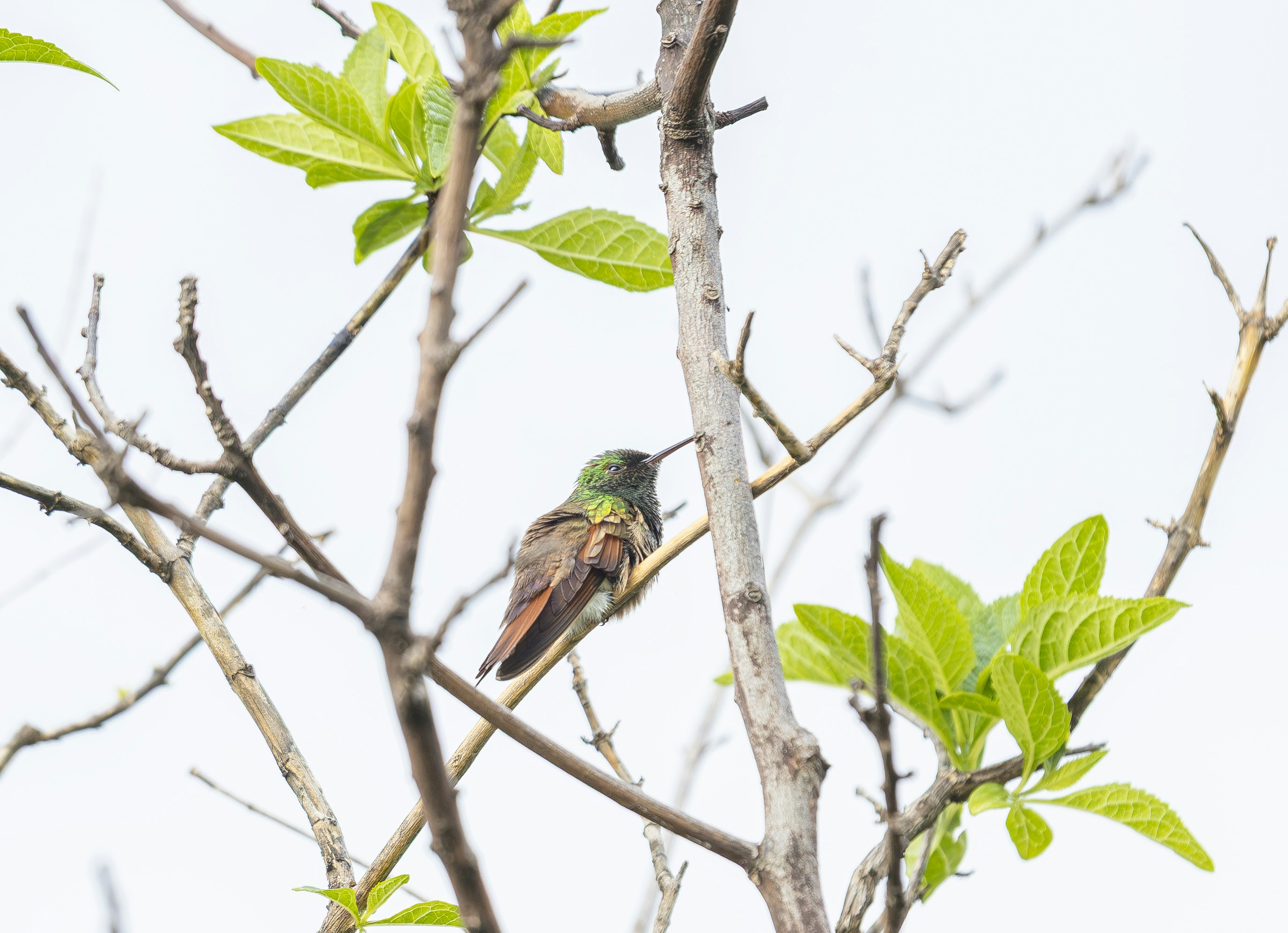 Green-crowned Hummer on Spindled Branches