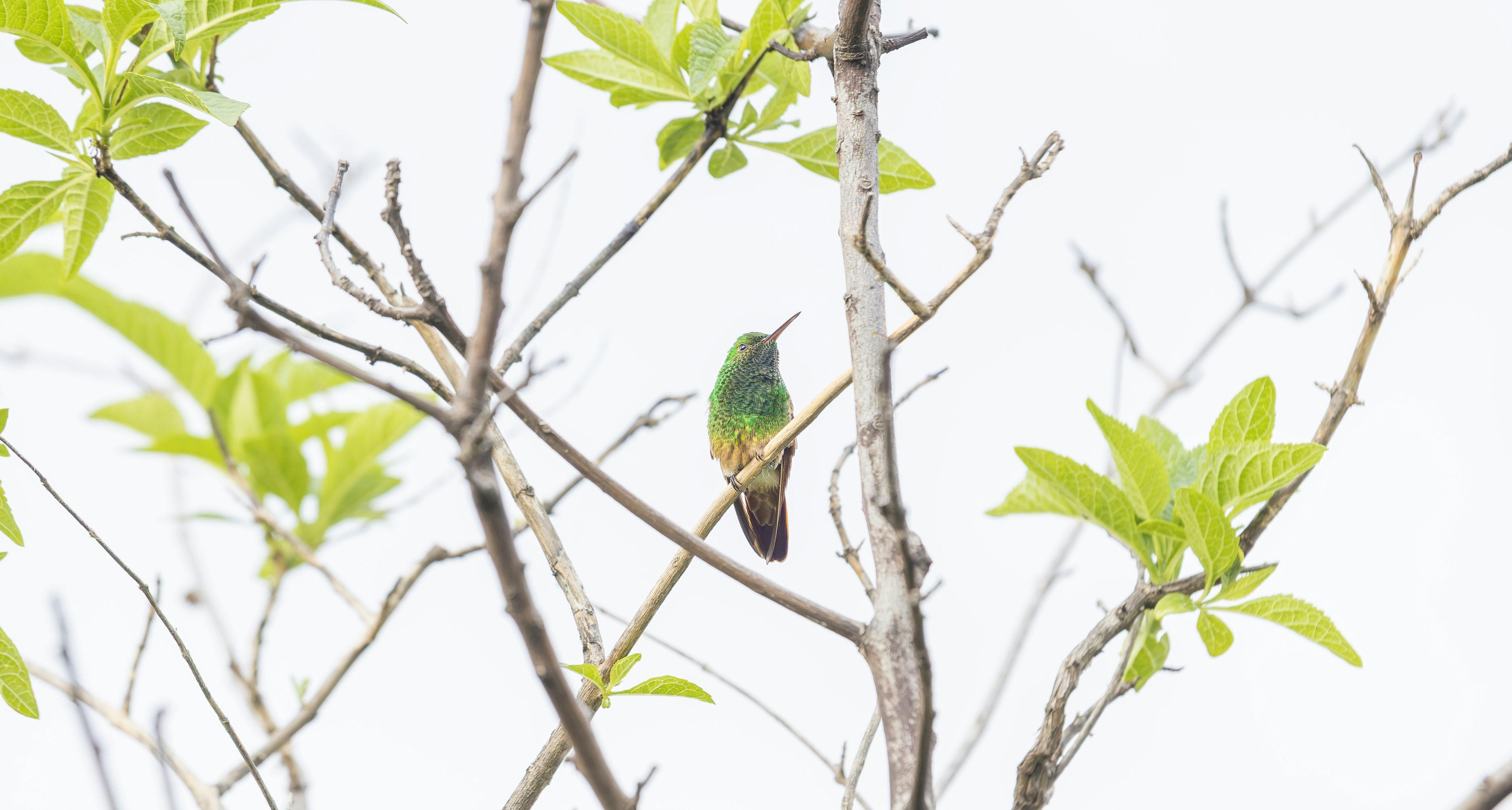 Emerald Hummer Amid Spring Branches