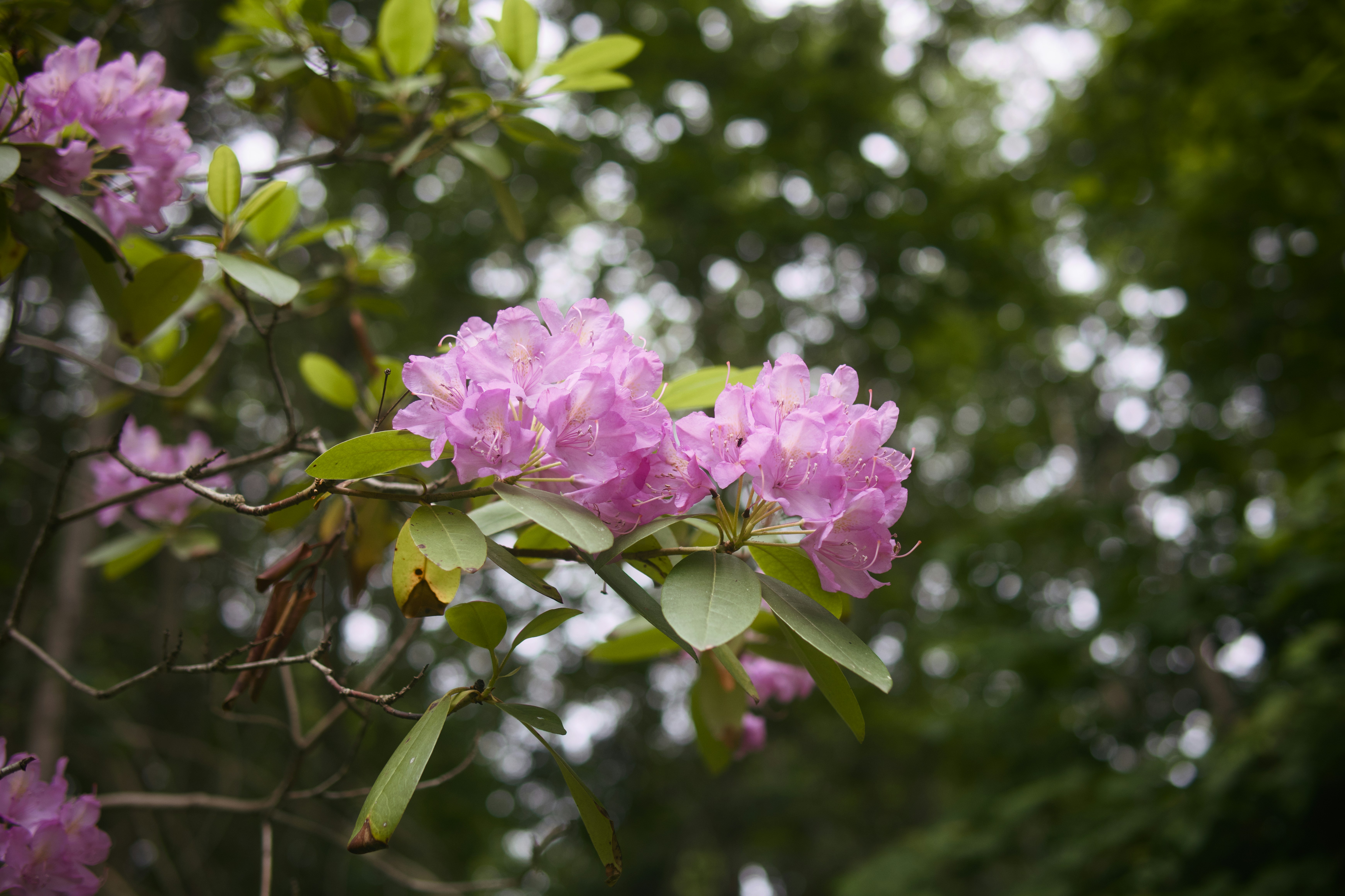 Pink azalea cluster in dappled garden light