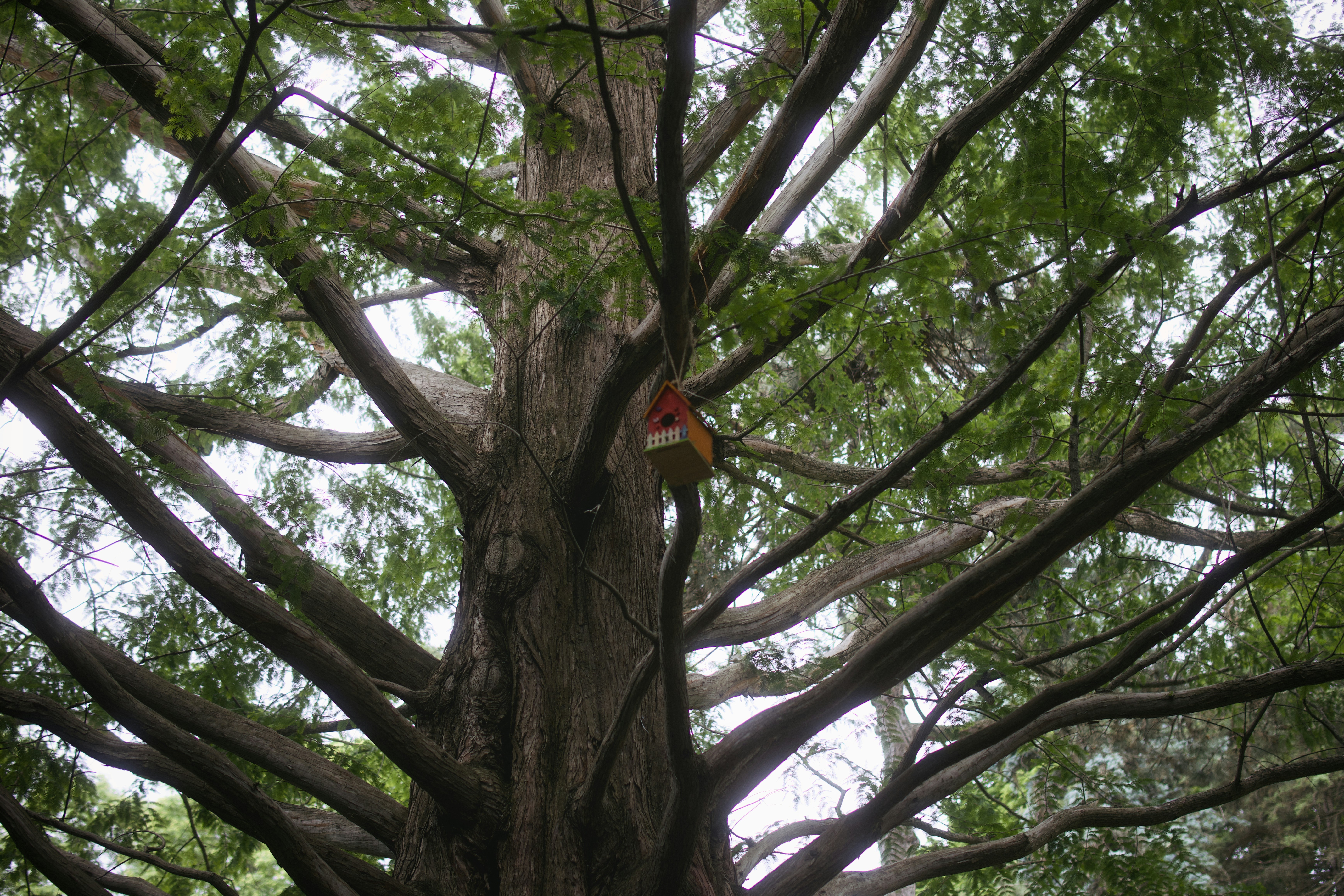 Tree Summit: A Majestic Oak Reaching Toward the Sky