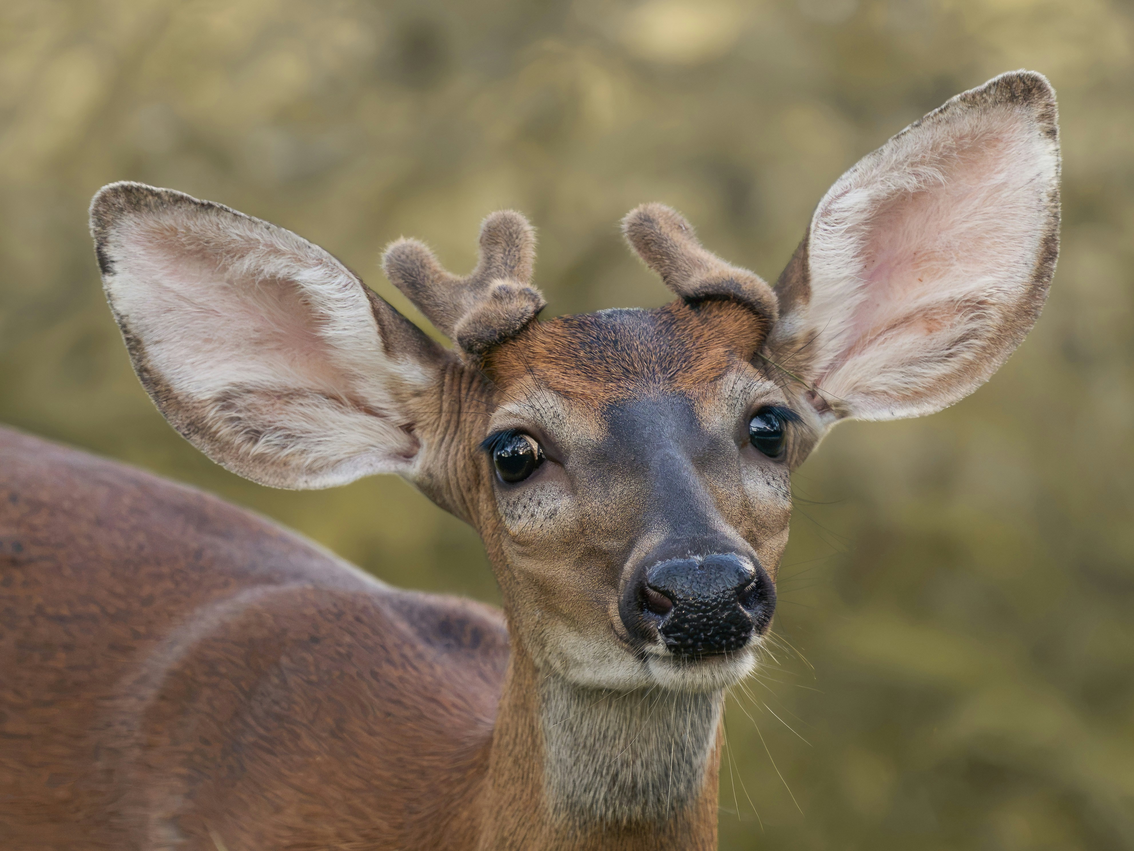 Close-up of a curious deer with oversized ears framed by soft woodland glow