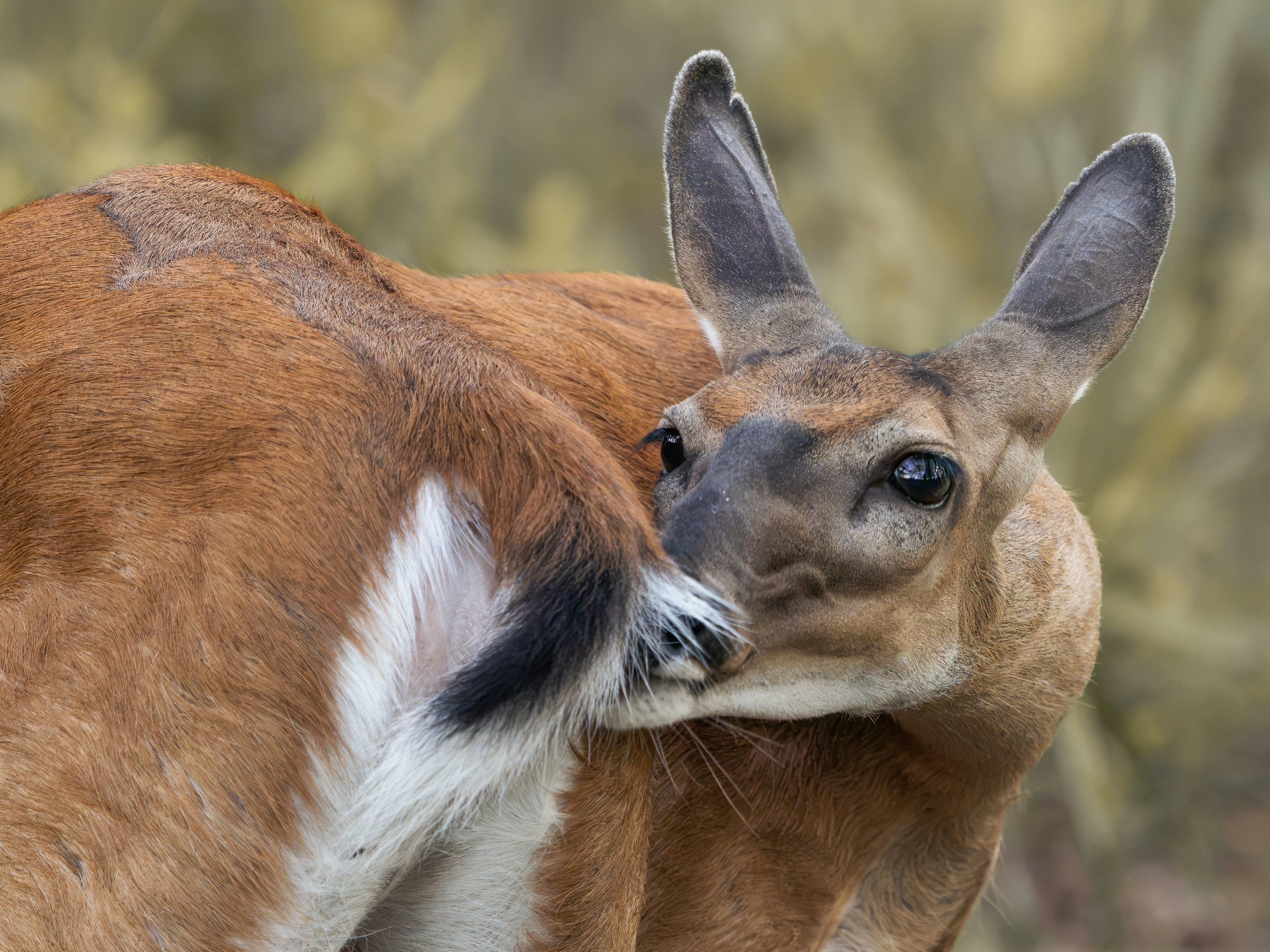 Close-Up of a Kangaroo in a Quiet Moment
