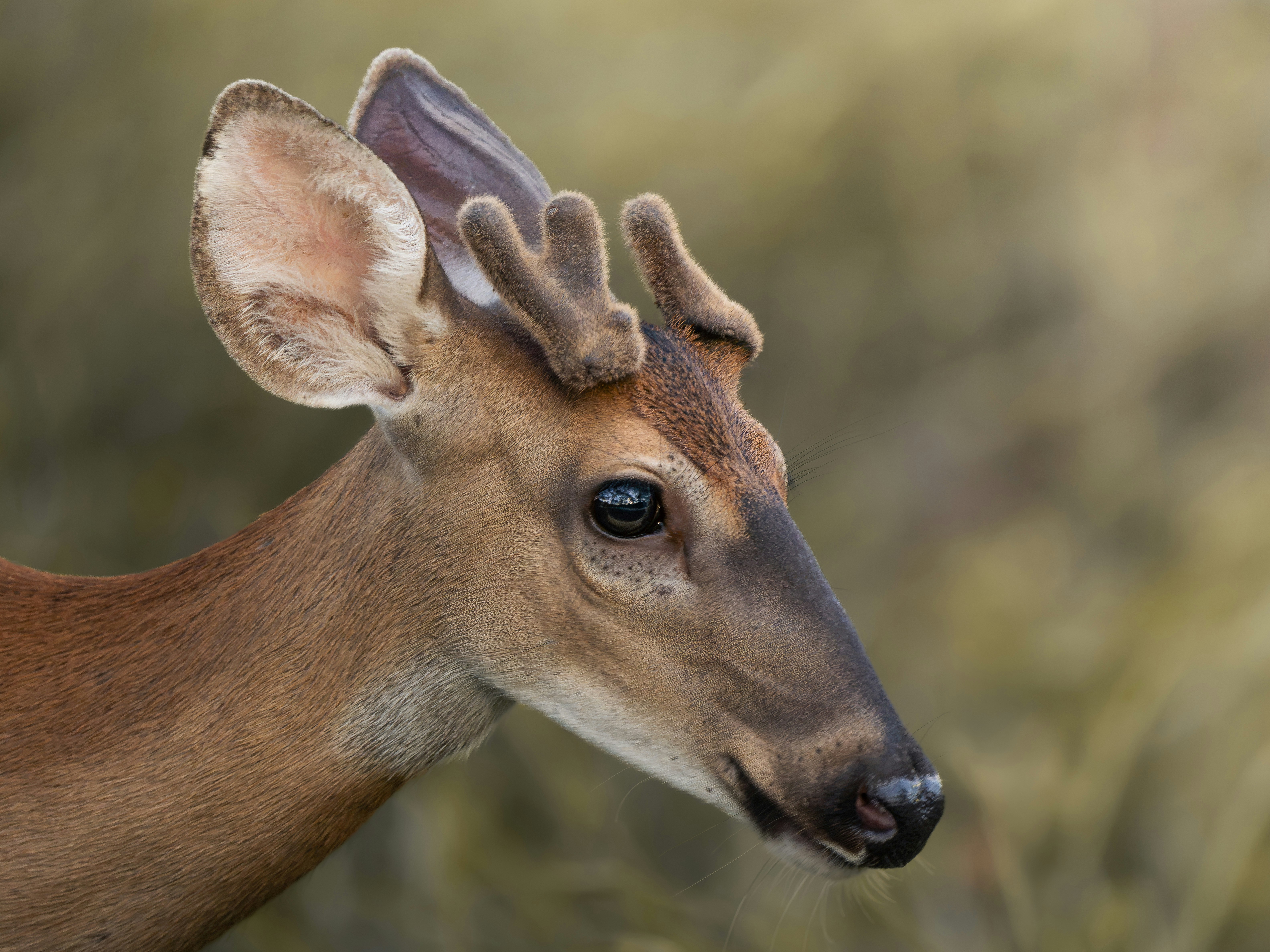Close-up of a young buck's head: autumn antlers against a blurred landscape