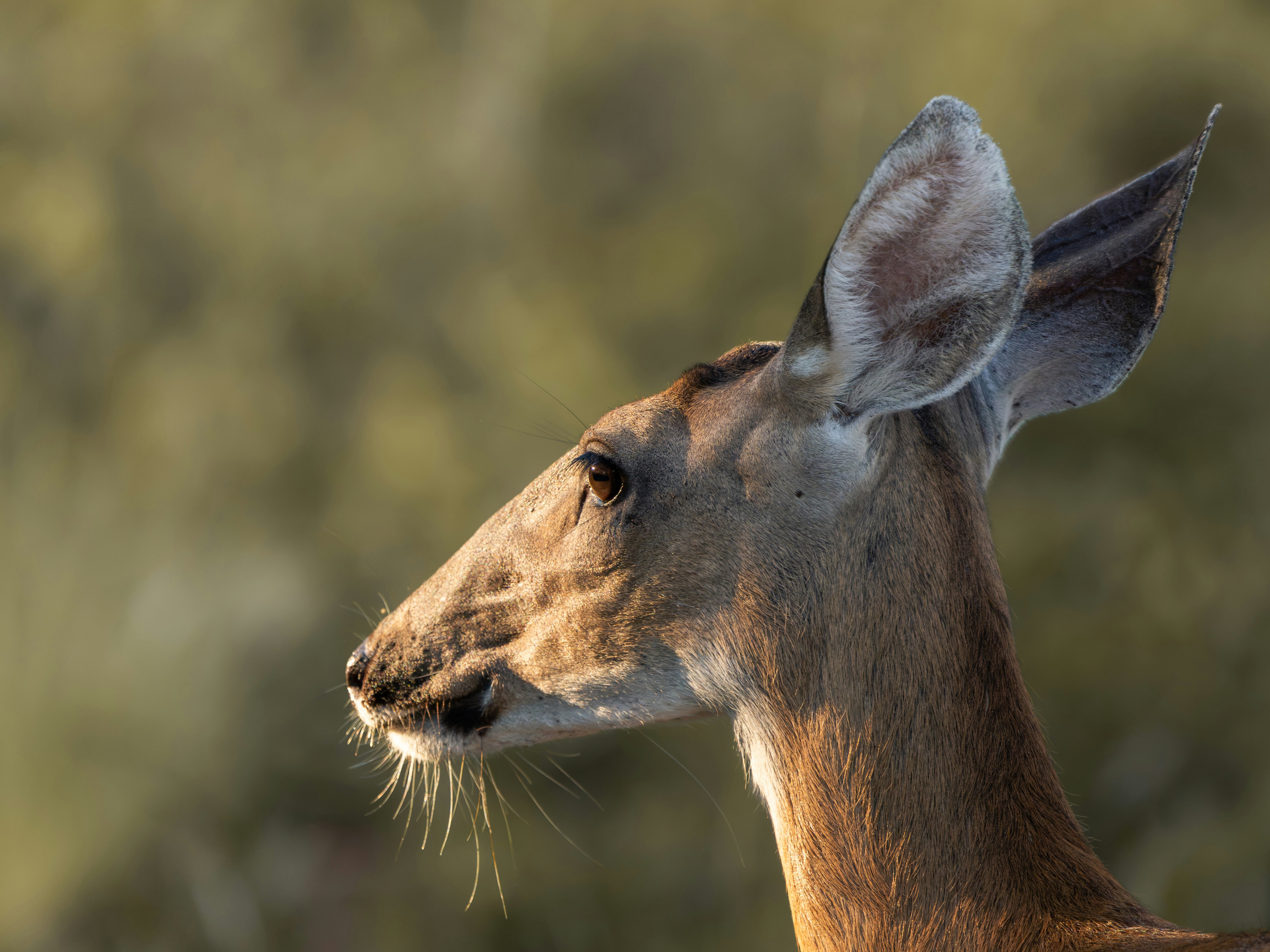 Graceful Deer Profile in Soft Golden Light