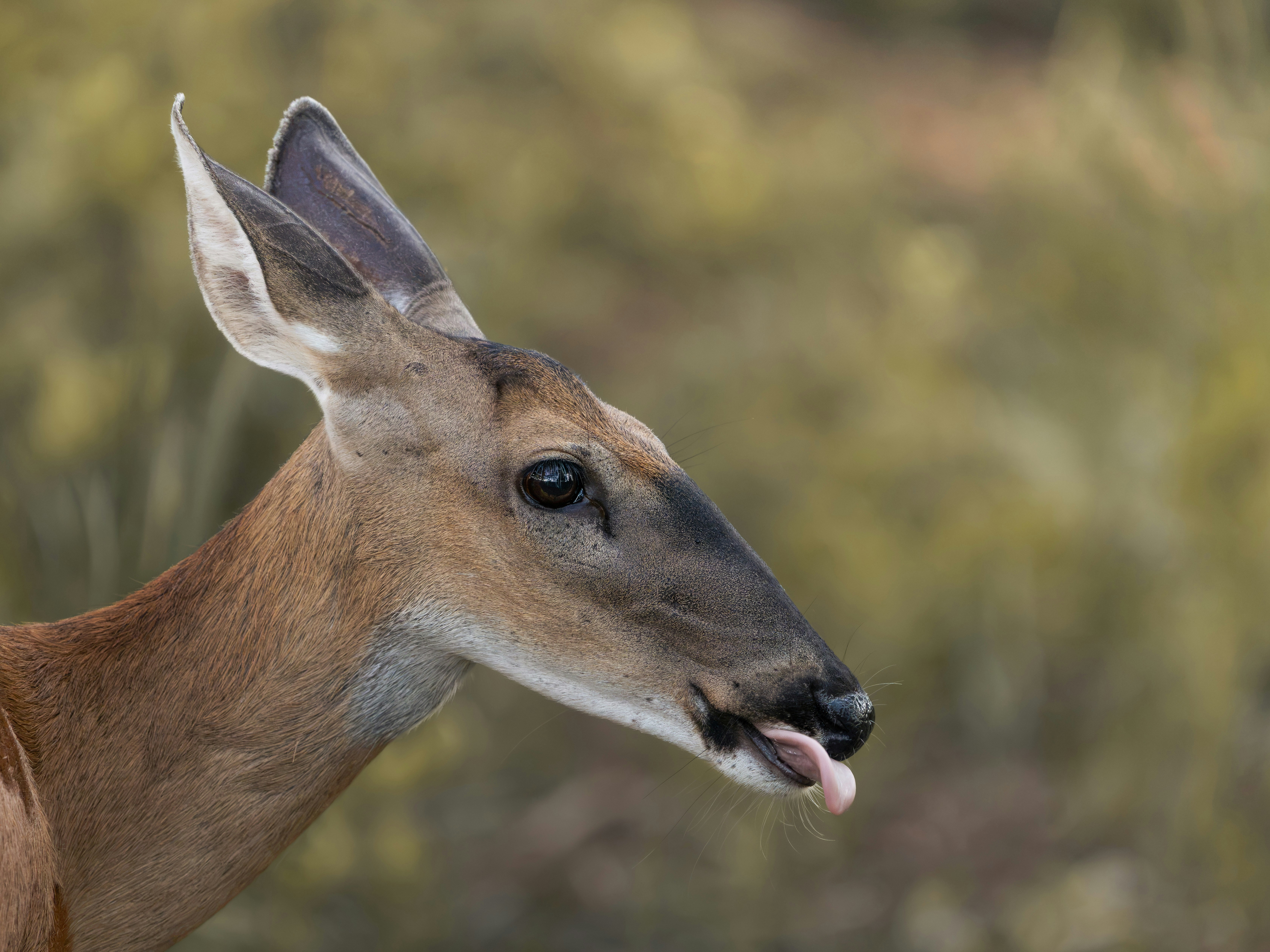 Tongue in the Gentle Breeze: A Deer’s Side Profile in Soft Light