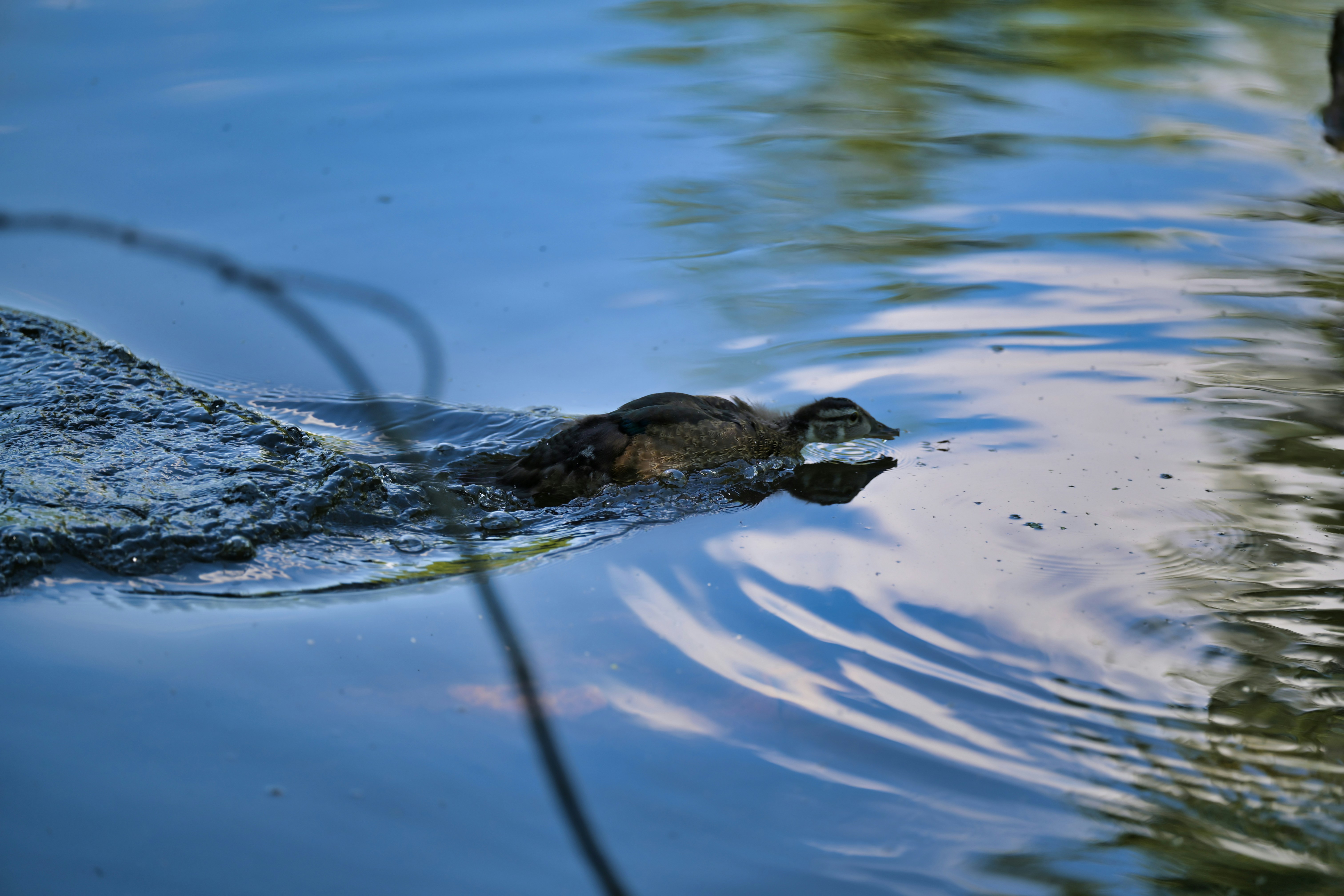 A water-roaming pursuit: duckling gliding through rippling reflections