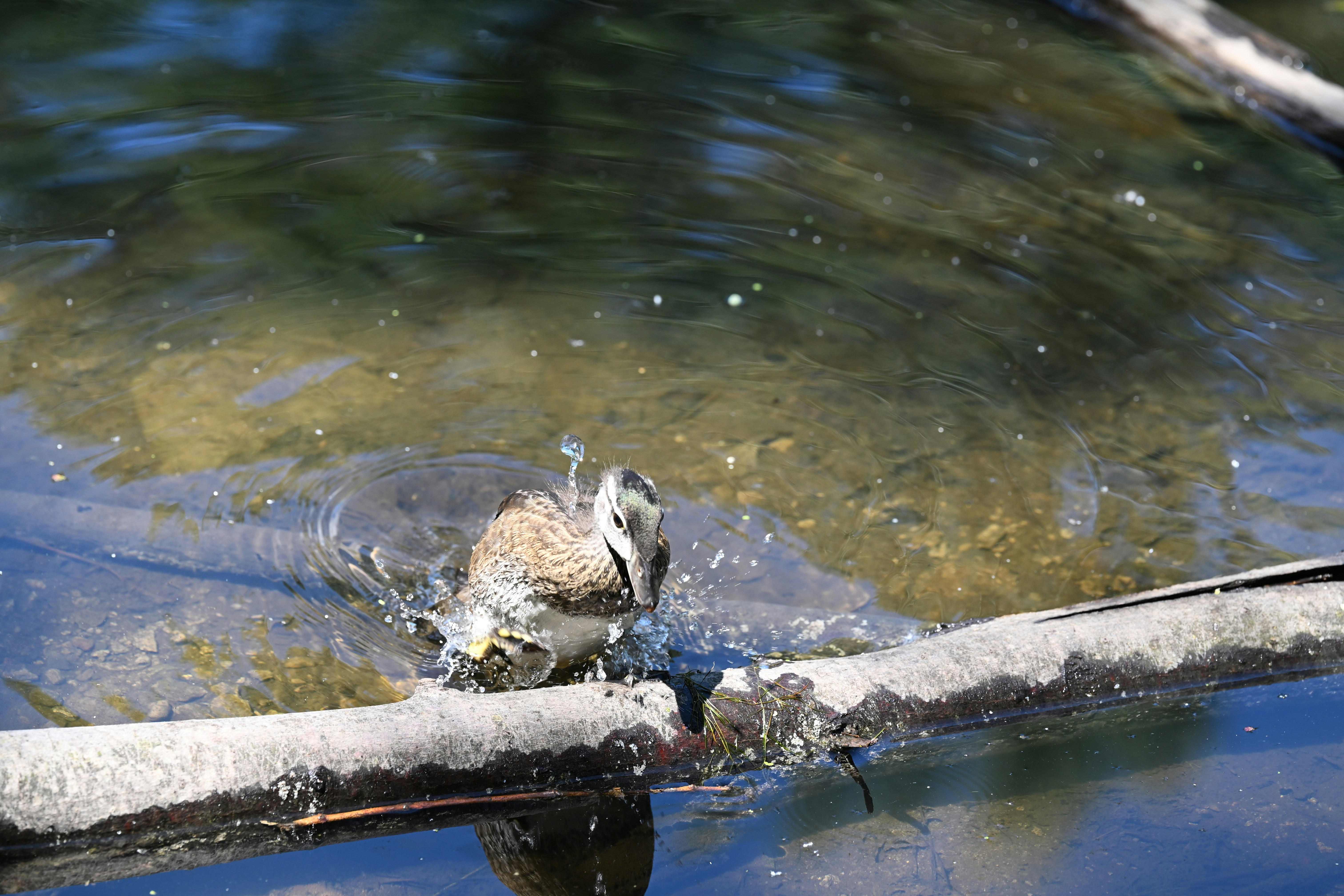 Duckling on a Log: A Moment of Splash and Calm