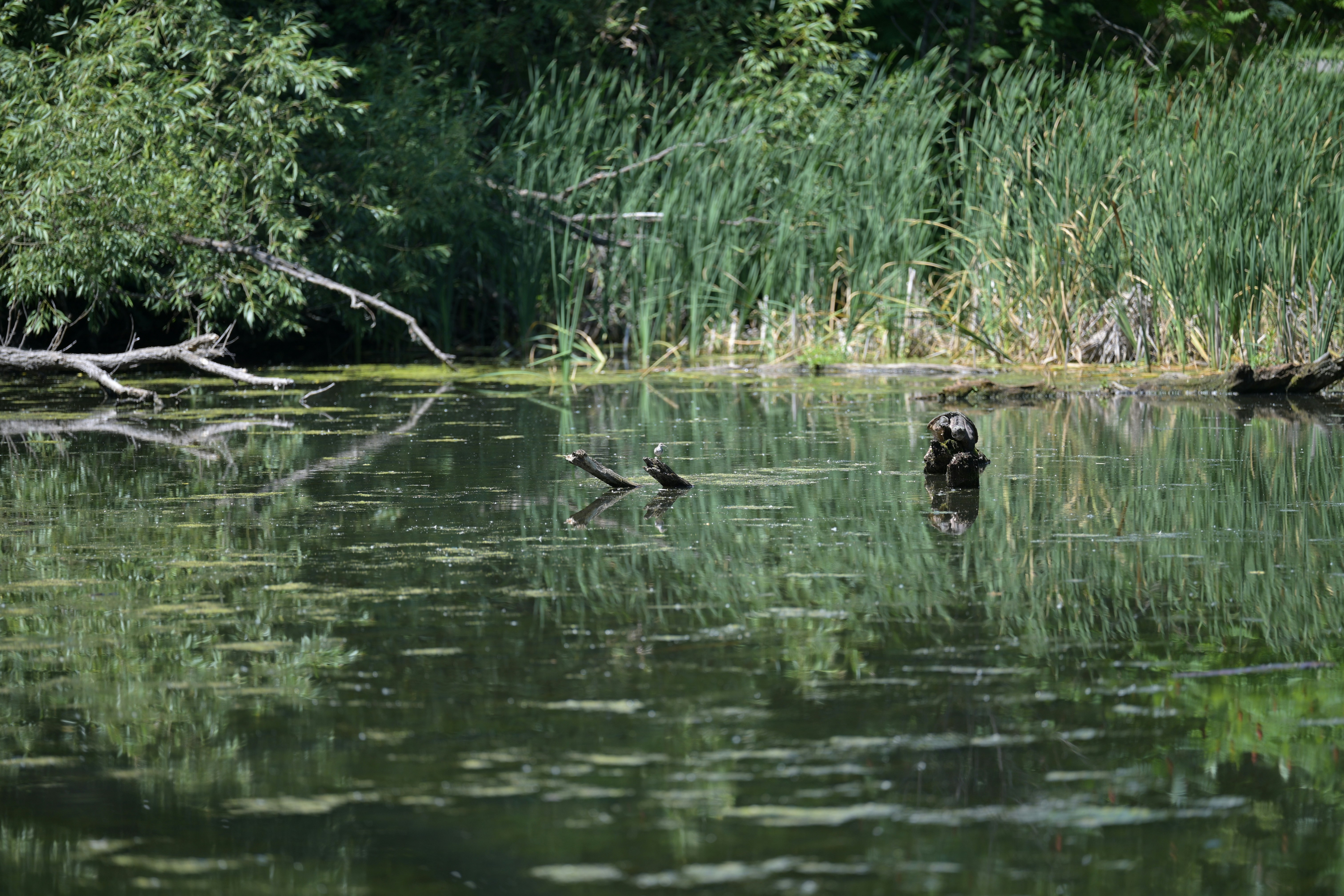 Two birds rest on a calm pond edge among reeds, with reflections and green foliage in the background. A tranquil wildlife moment, captured with natural light.