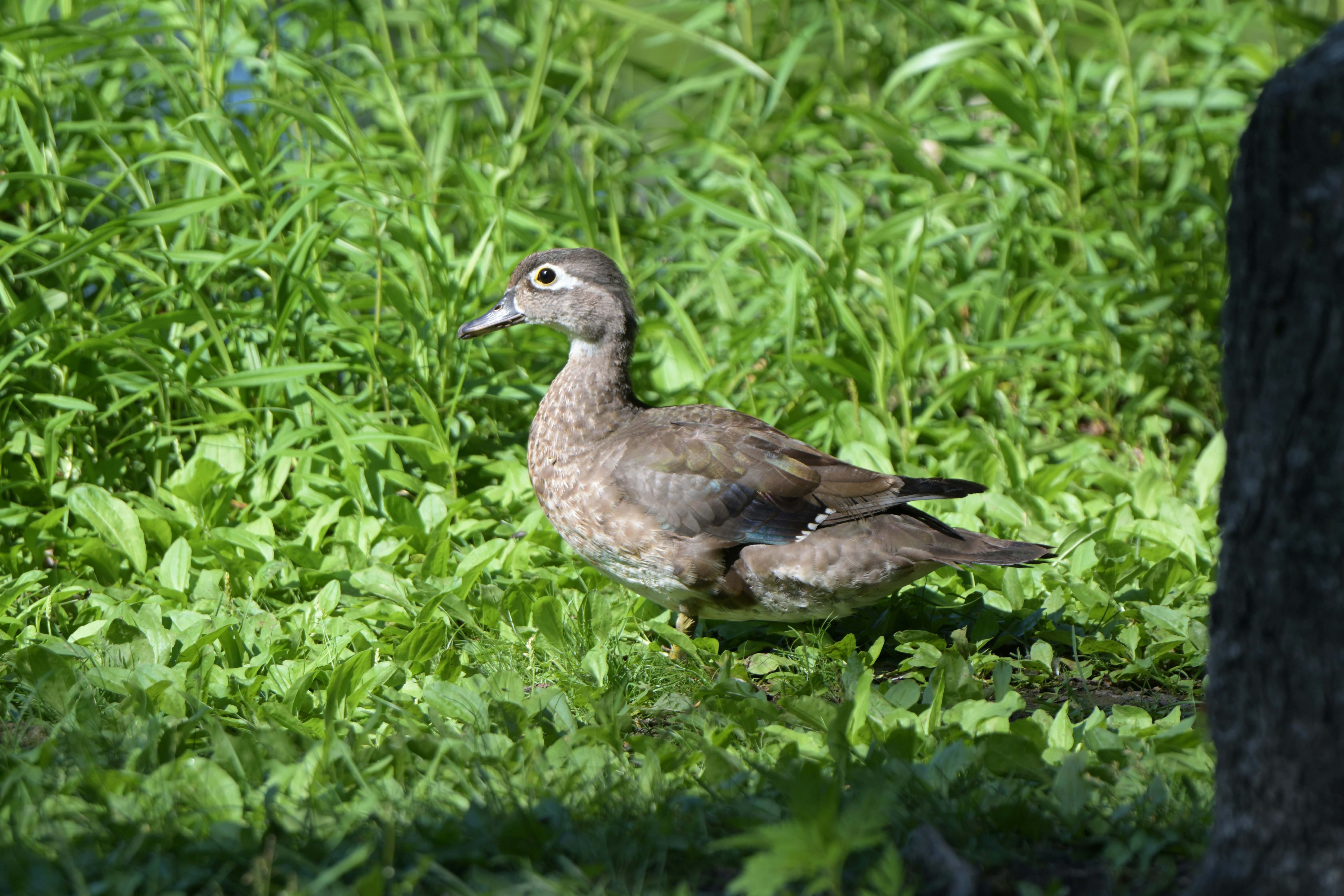 Dappled Duck in a Green Verge