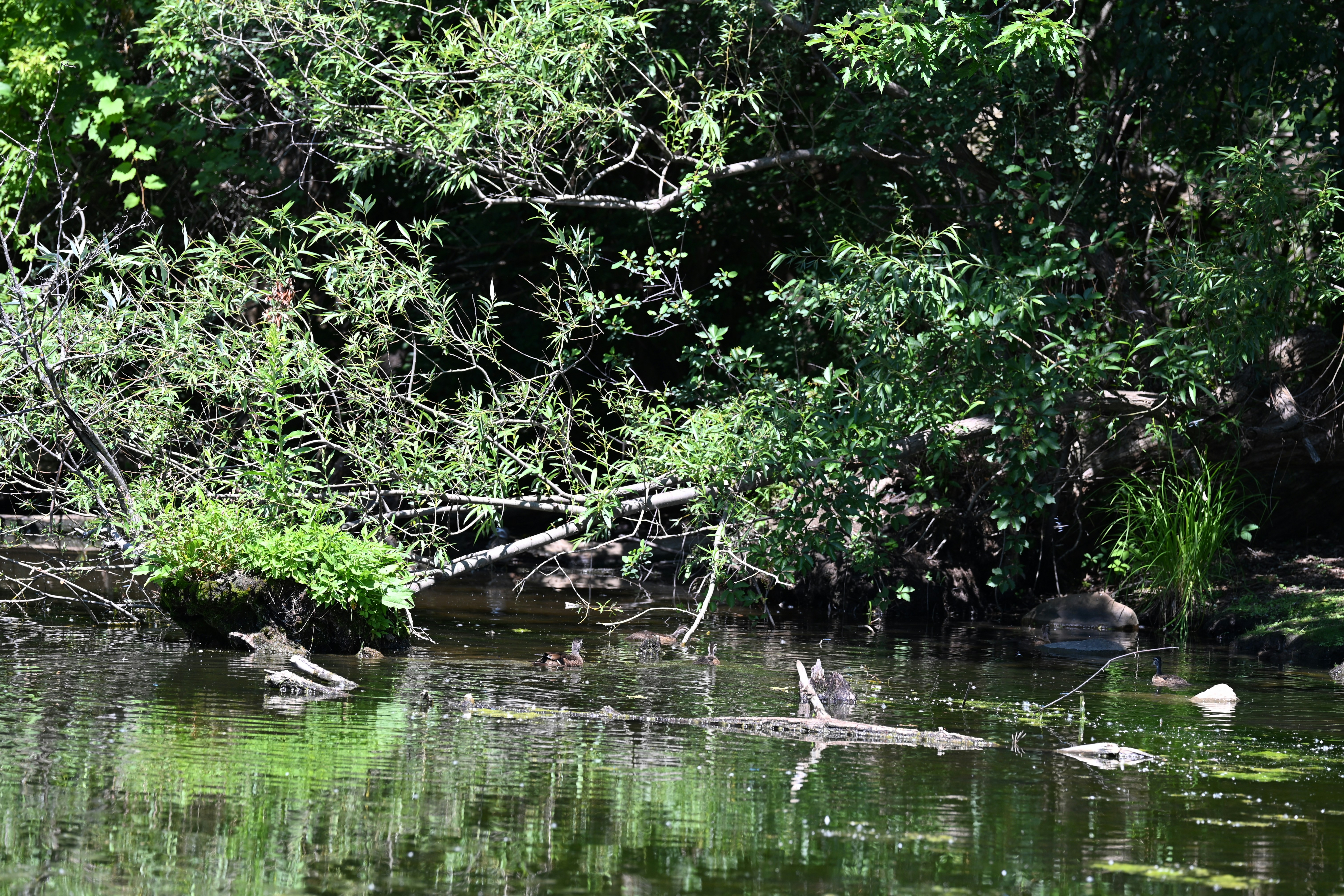 Shaded Stream Edge with Sunlit Reflections