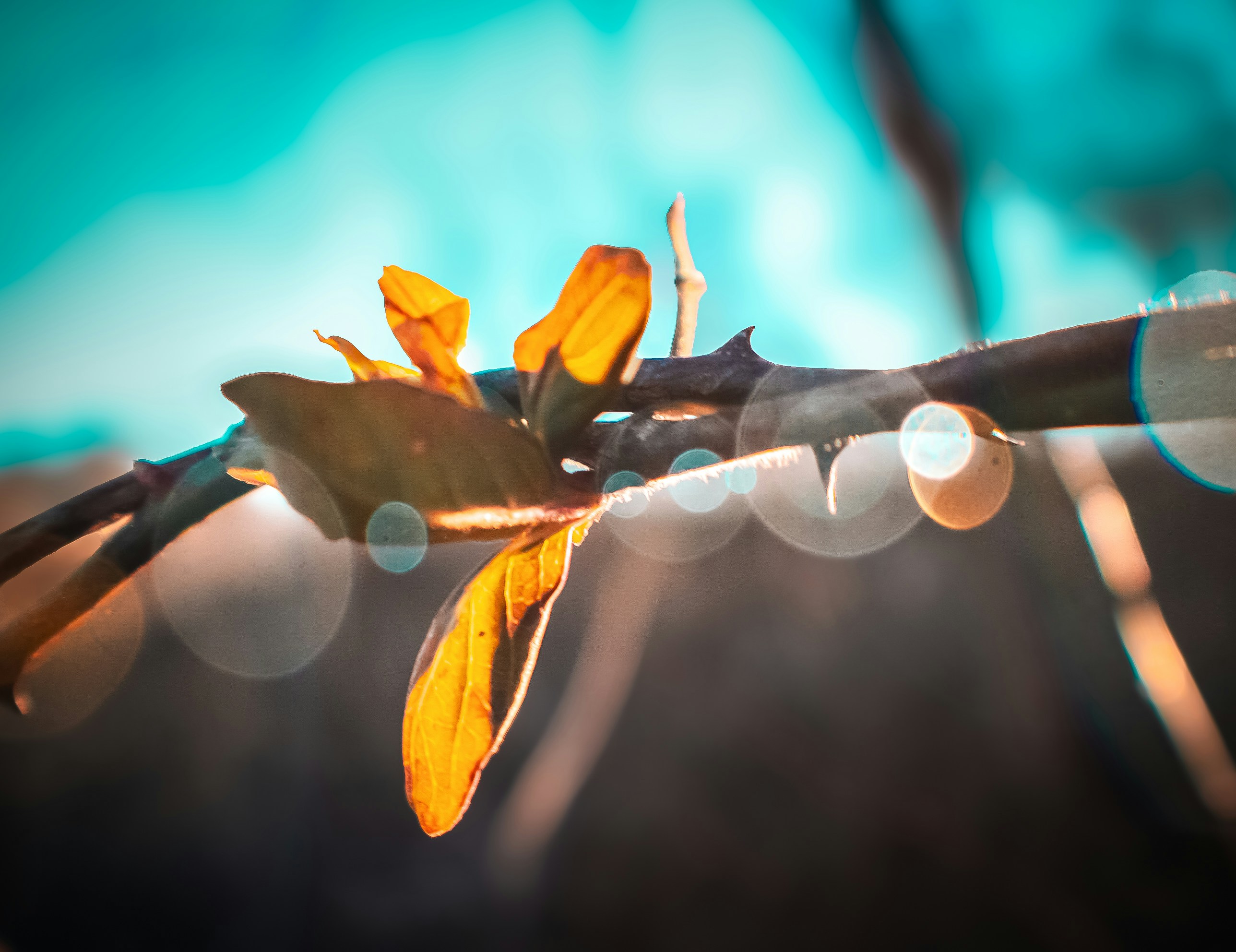 Branch in Focus: A Sunlit Leaf Amid Bokeh orbs