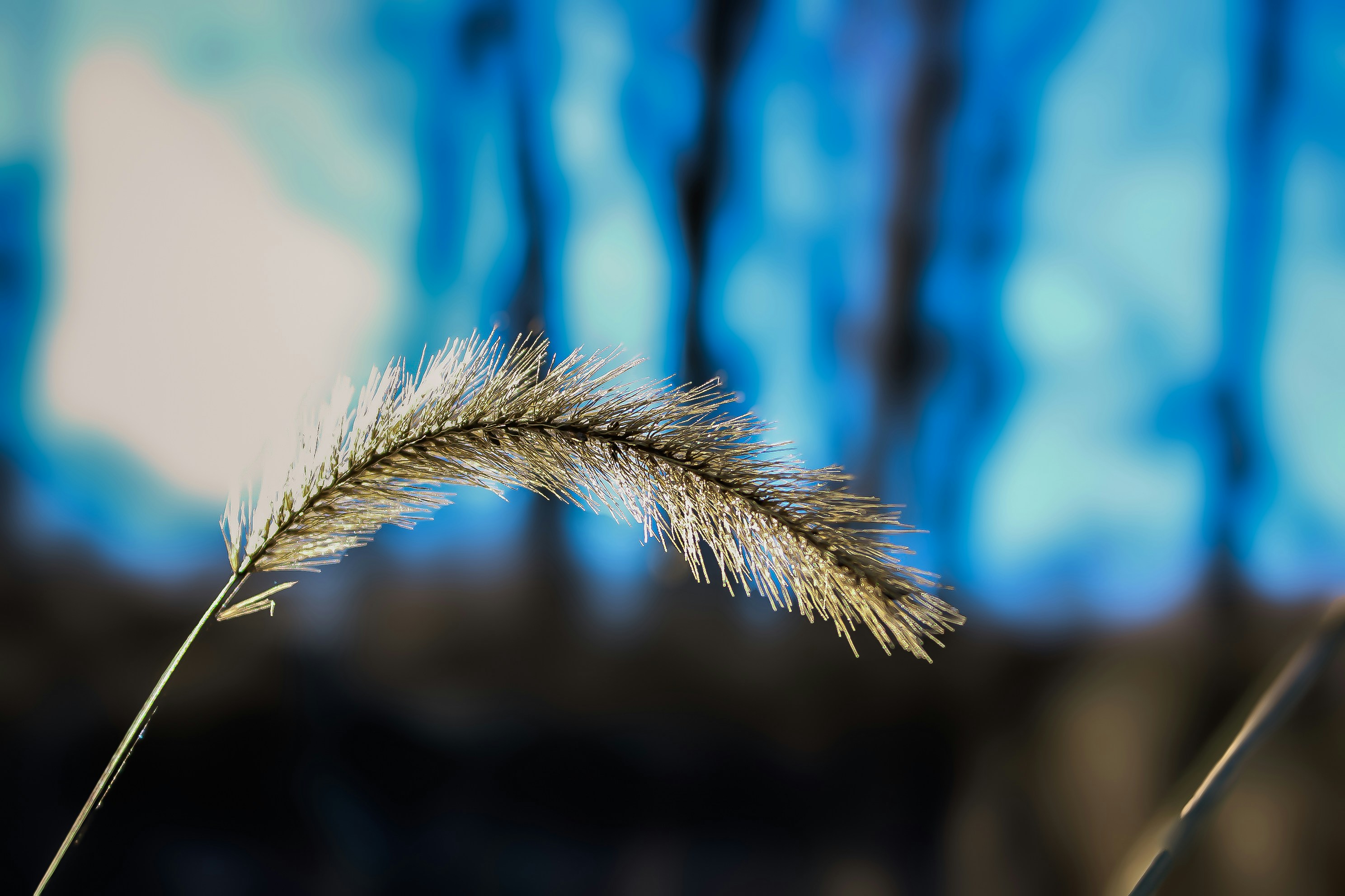 Close-up of a single dried reed in sharp focus against a blurred blue-toned background, emphasizing texture and contrast.