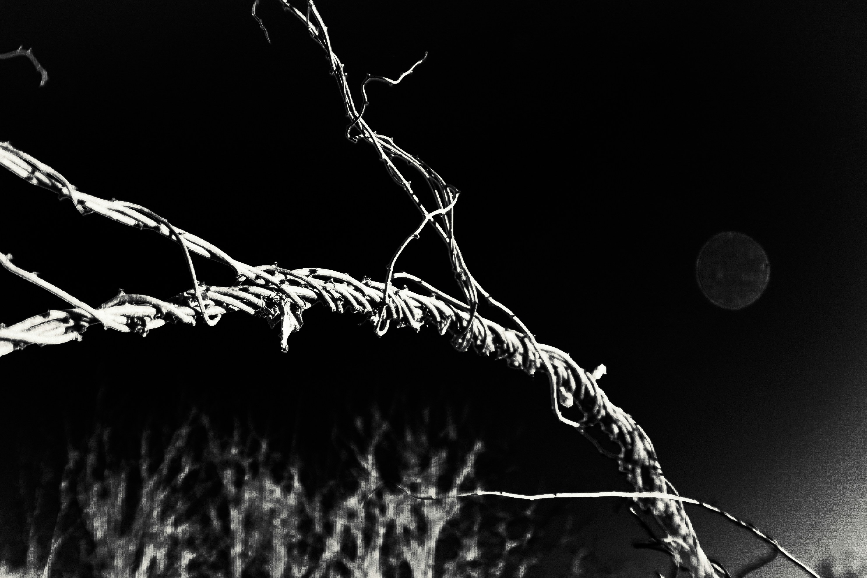 Barbed Dawn: A Frayed Curve Against Night