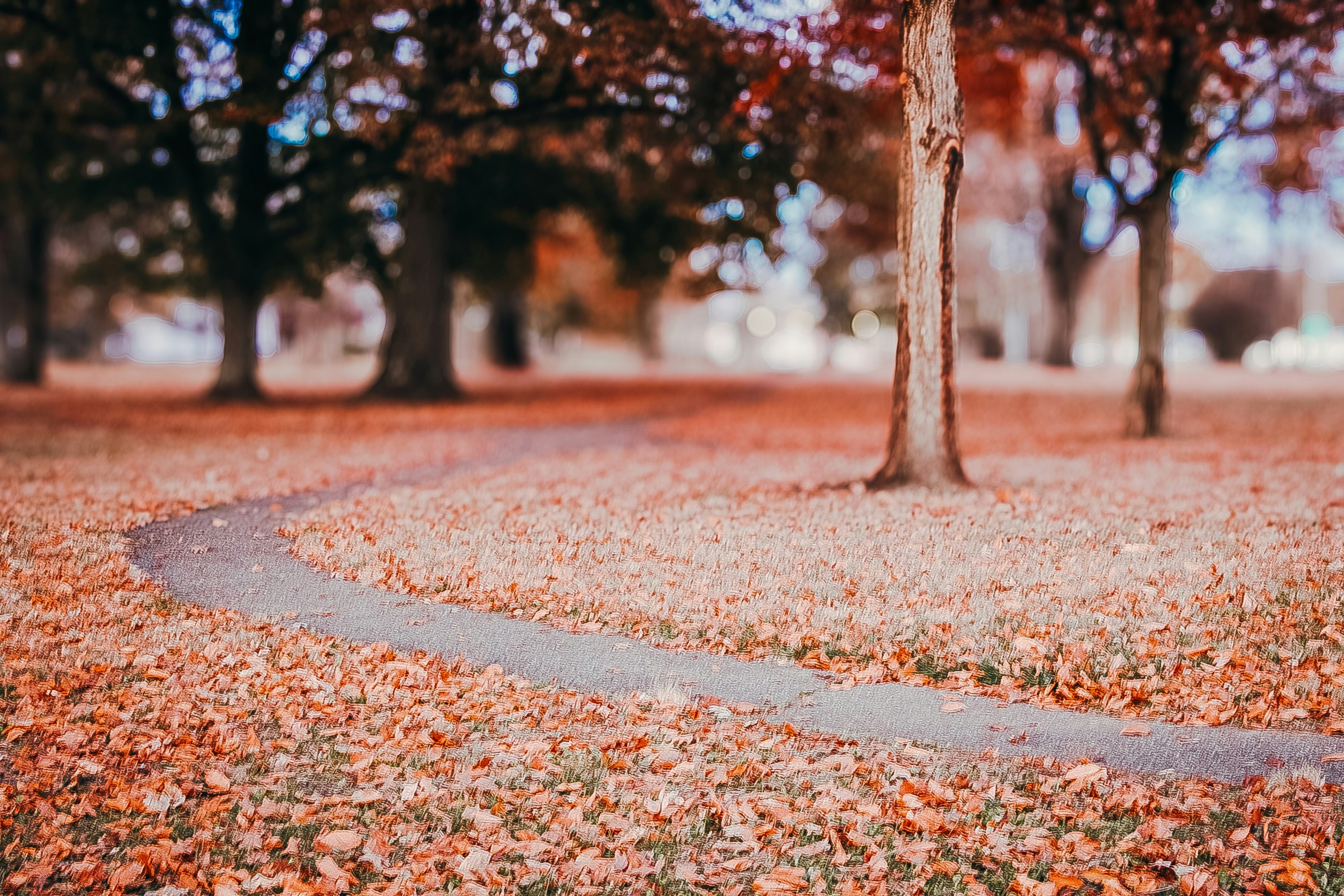 Autumn Pathway: A Quiet Ring of Fallen Leaves