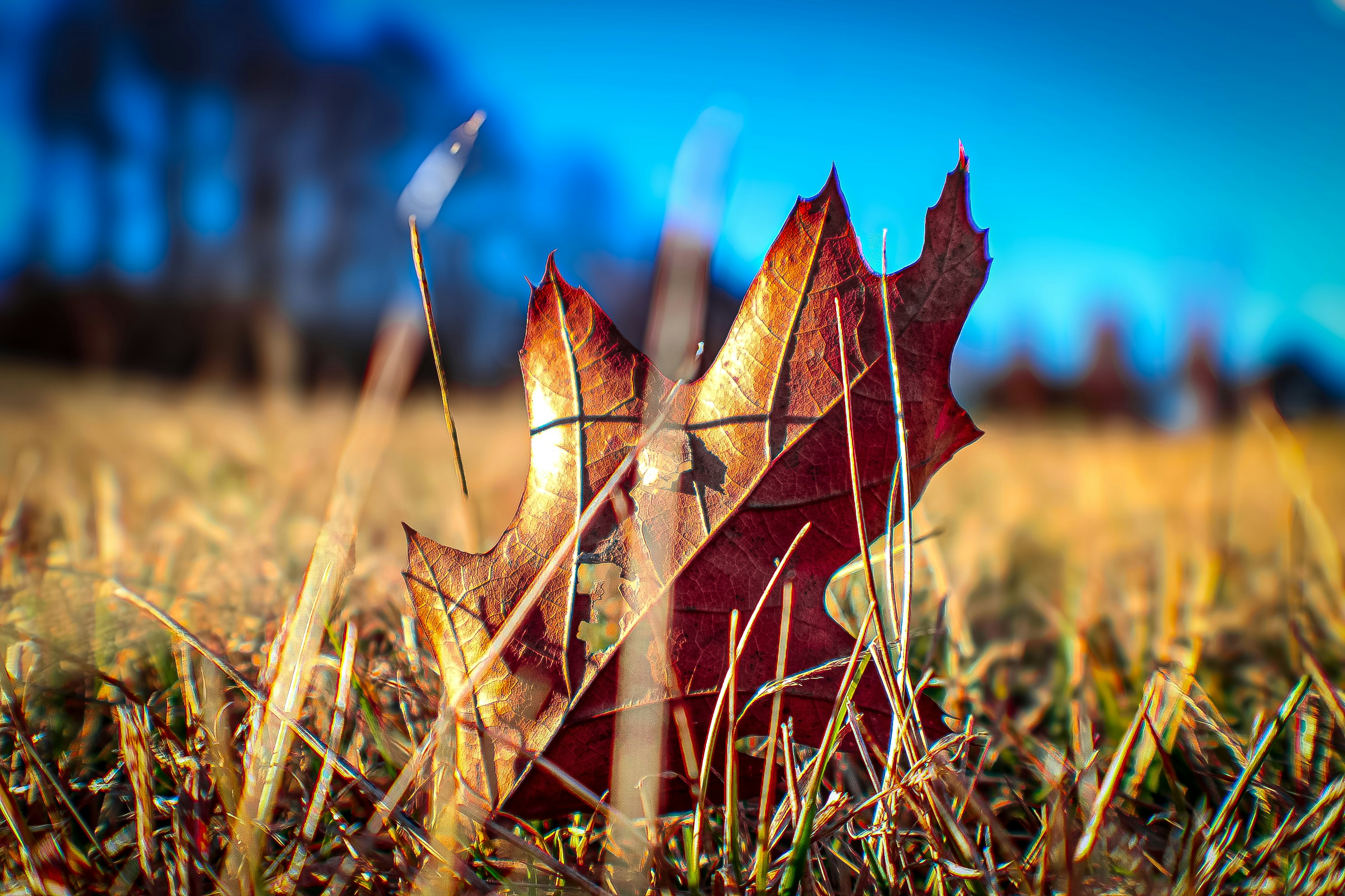 Autumn Leaf in a Field: Velvet Blur and Sharp Veins