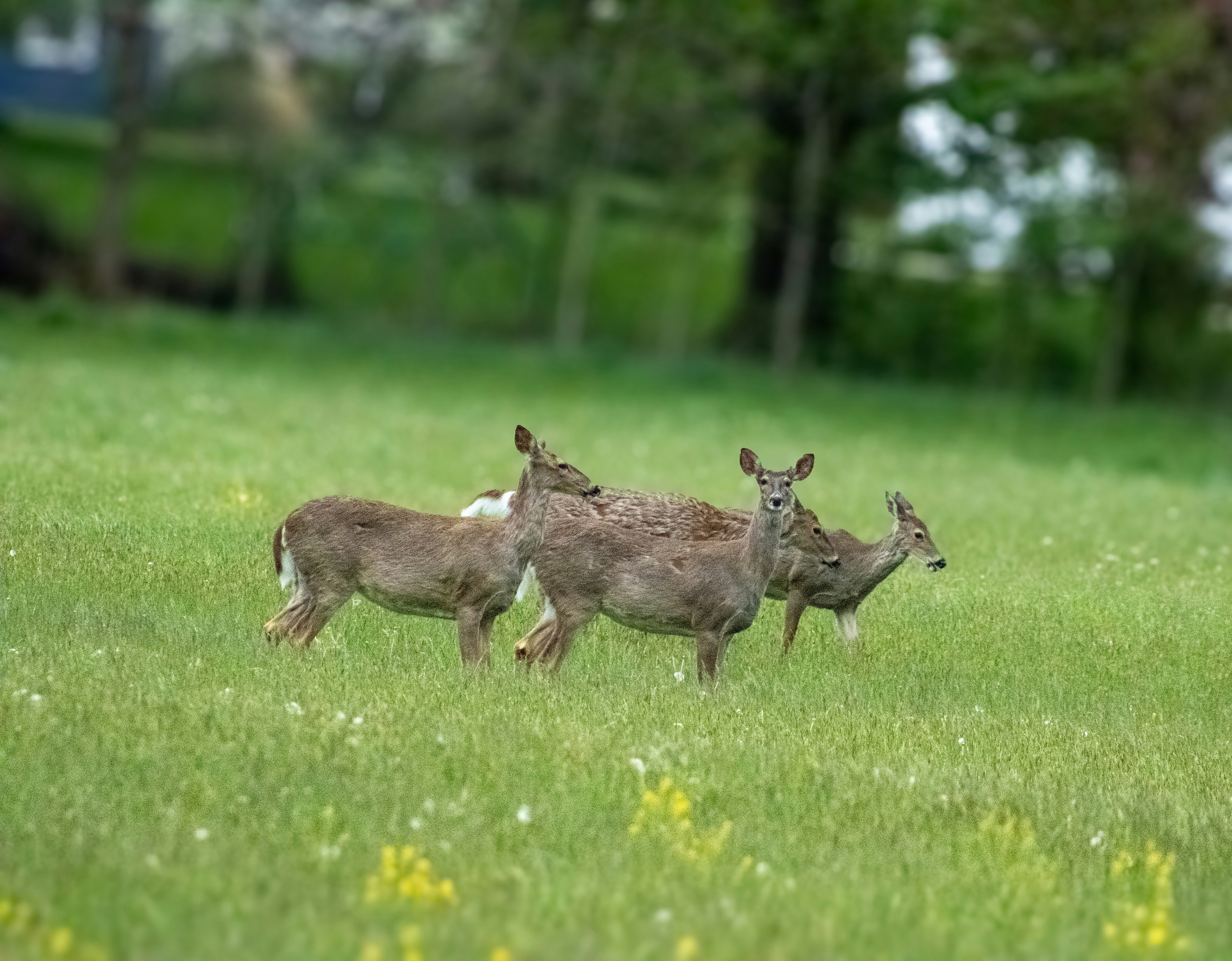 Three Doe in a Meadow: Quiet Alertness