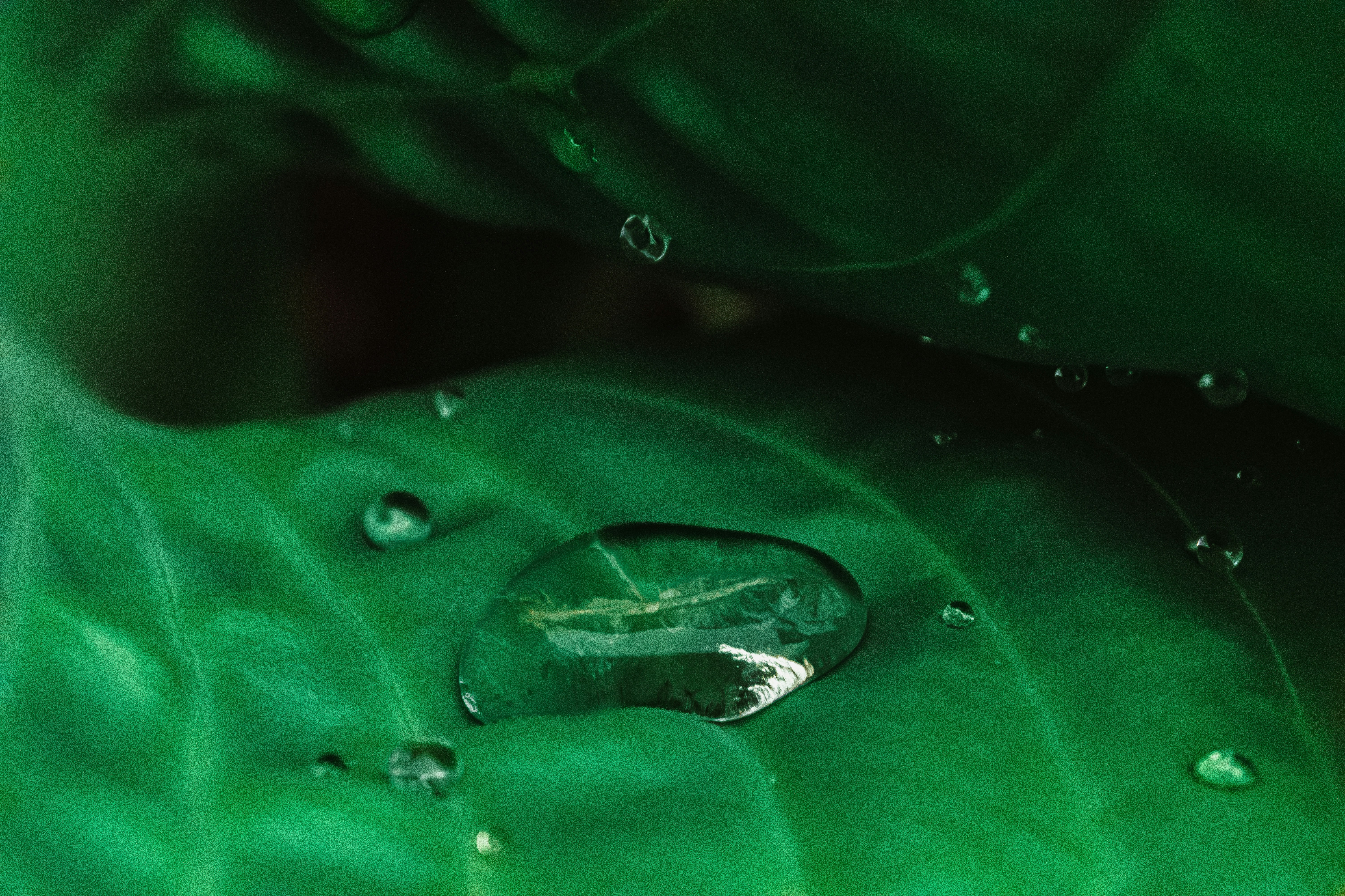Droplet Centerstage: A Close-Up of Leaf Veins and Glints