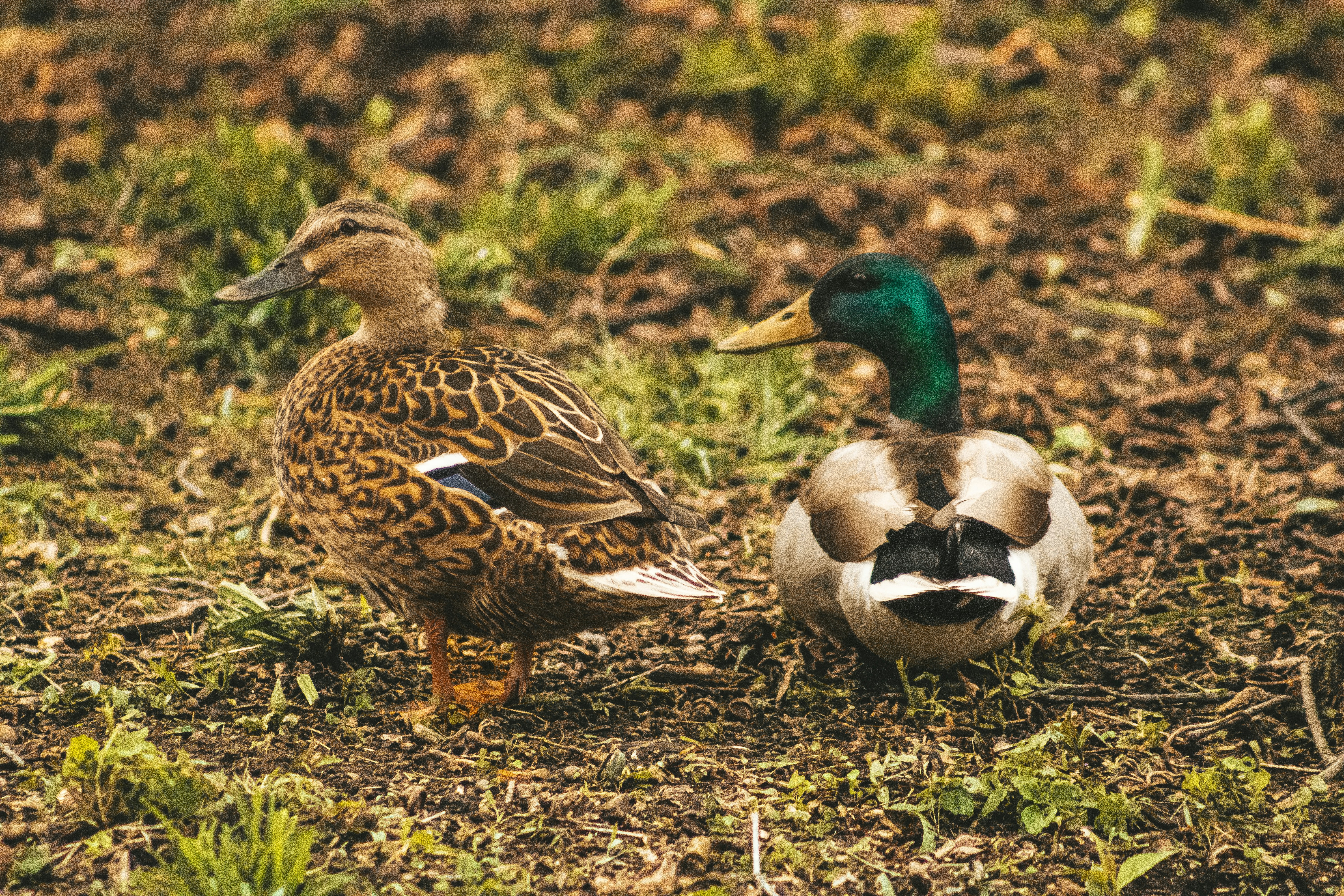 Pair of Mallards Pause among Mulched Grays and Greens