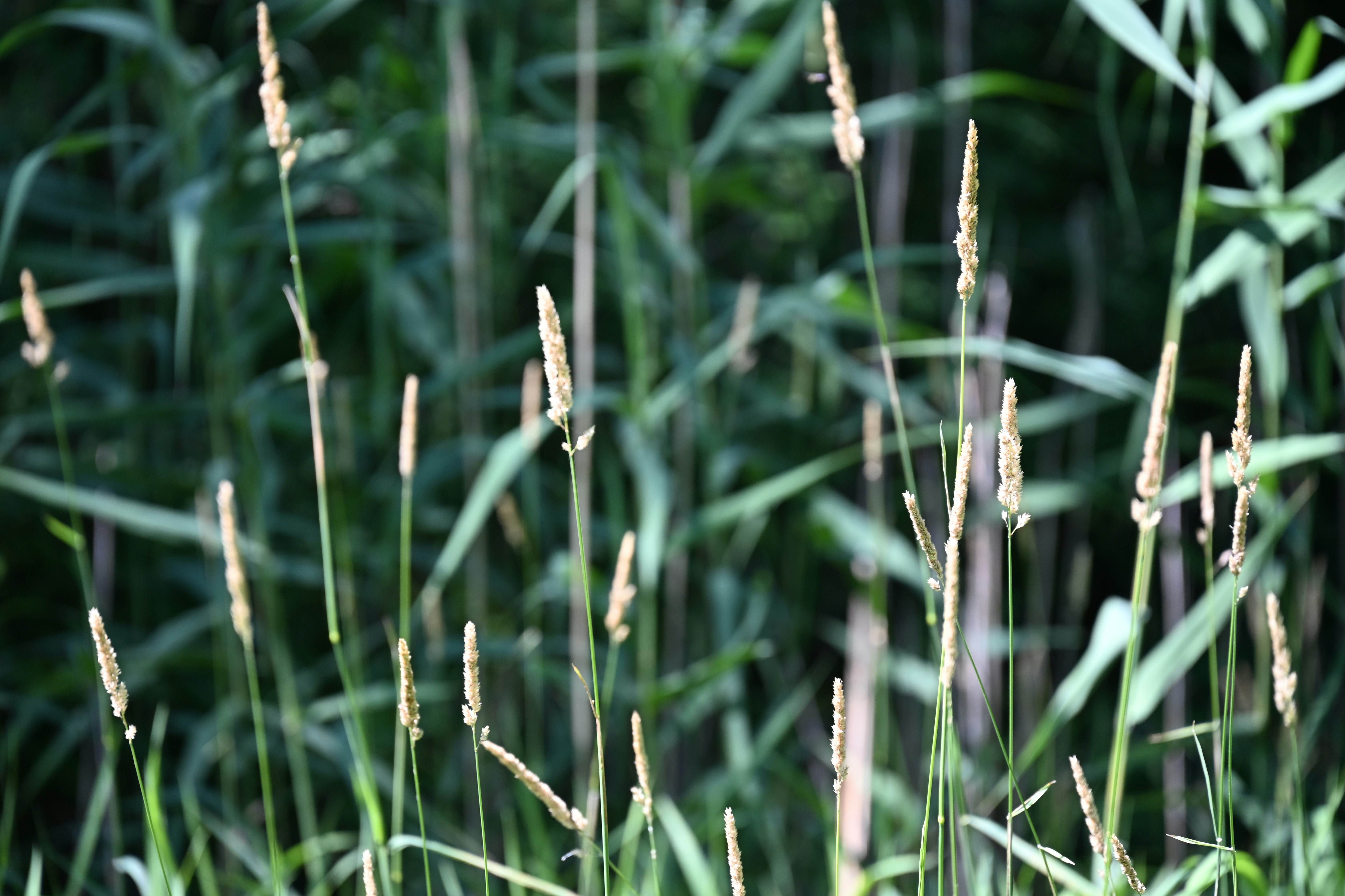 Sunlit Seed Heads Reaching Through a Sea of Green