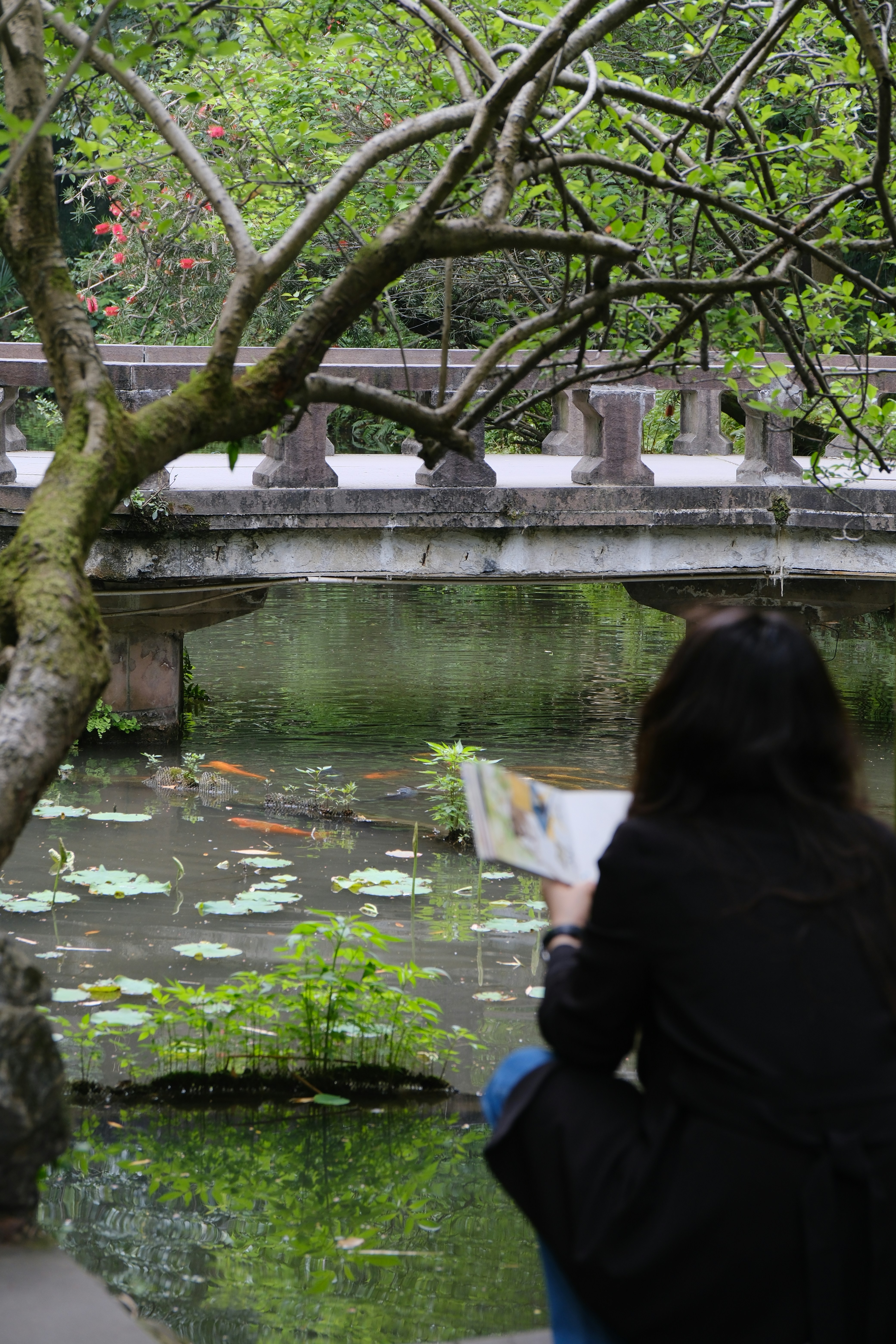 A person sits with back to camera by a pond, reading a magazine as koi swim near water lilies; a mossy stone bridge and overhanging branches frame the scene.