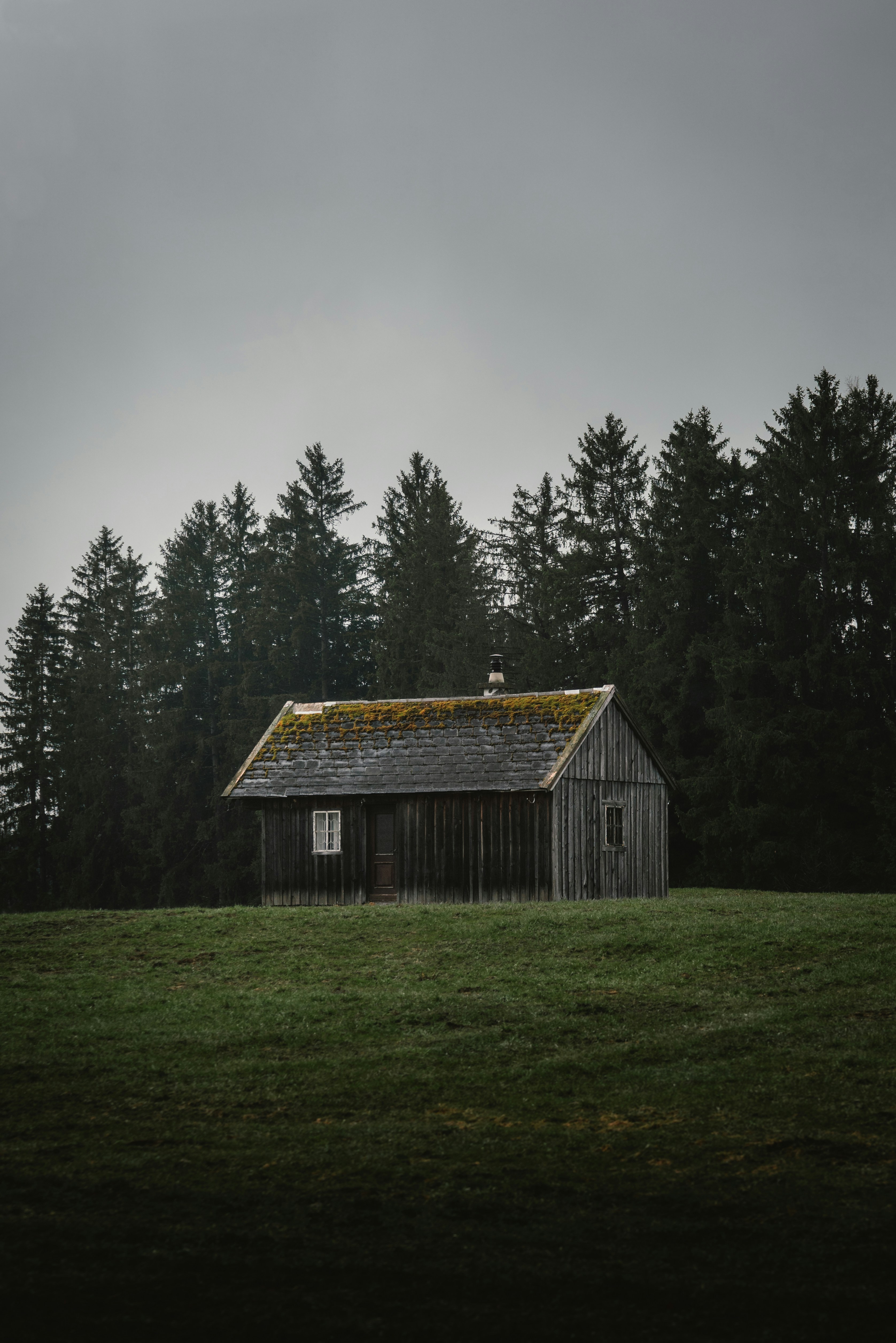Weathered Cabin at the Edge of the Pine Field