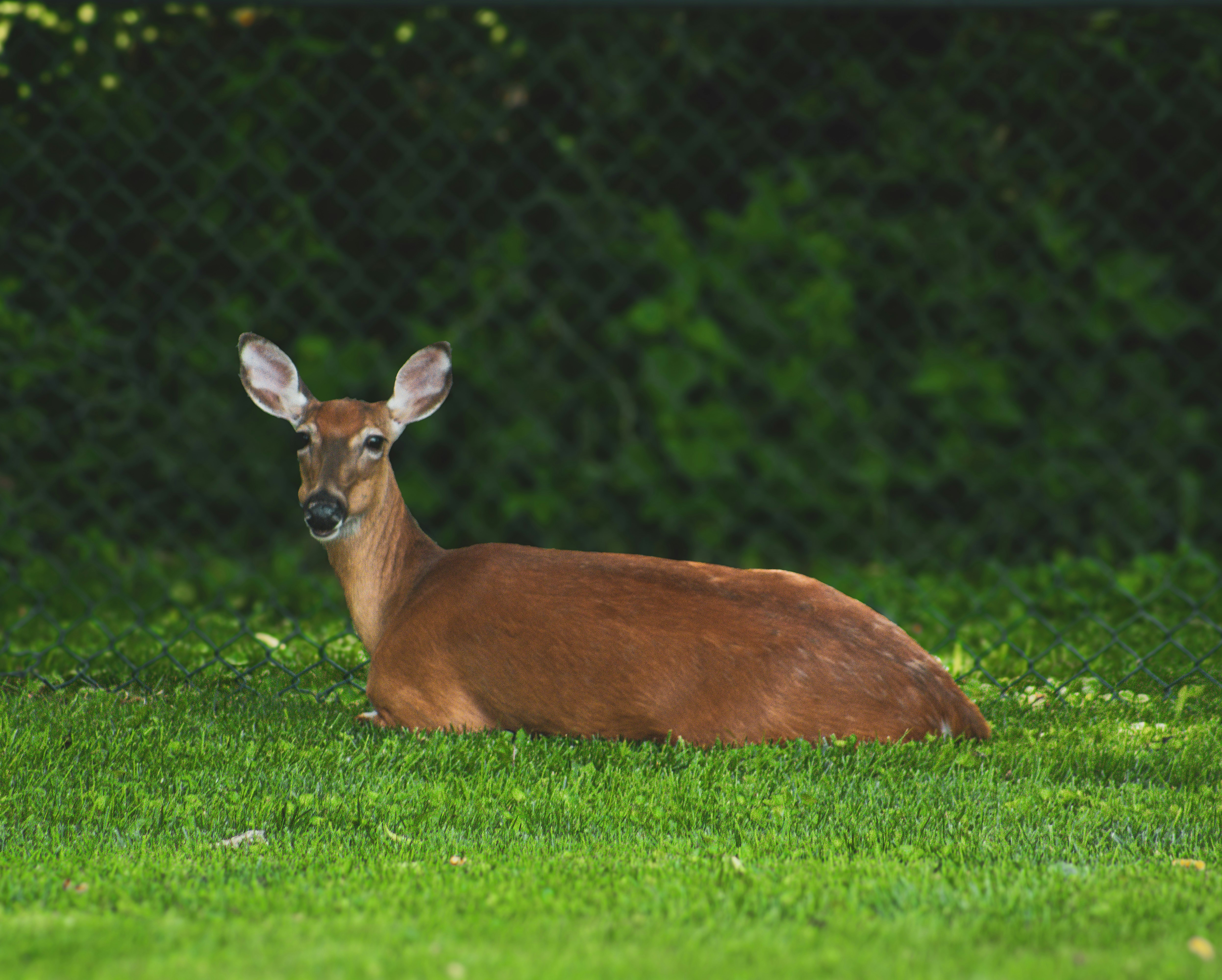 Resting Doe: Quiet Watcher in the Green Meadow