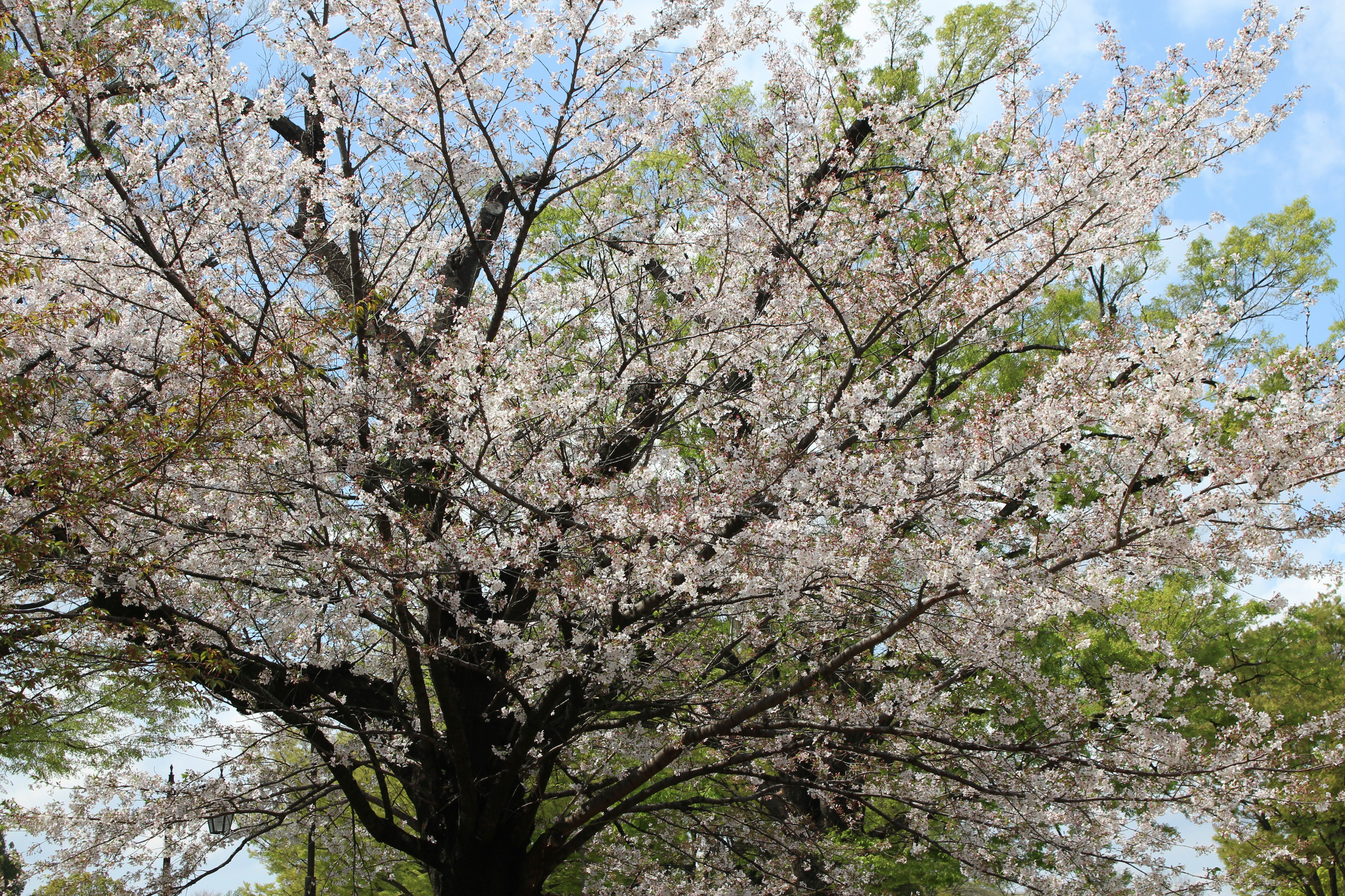 Blossoms Alive: A Cherry Tree in Full Spring Bloom